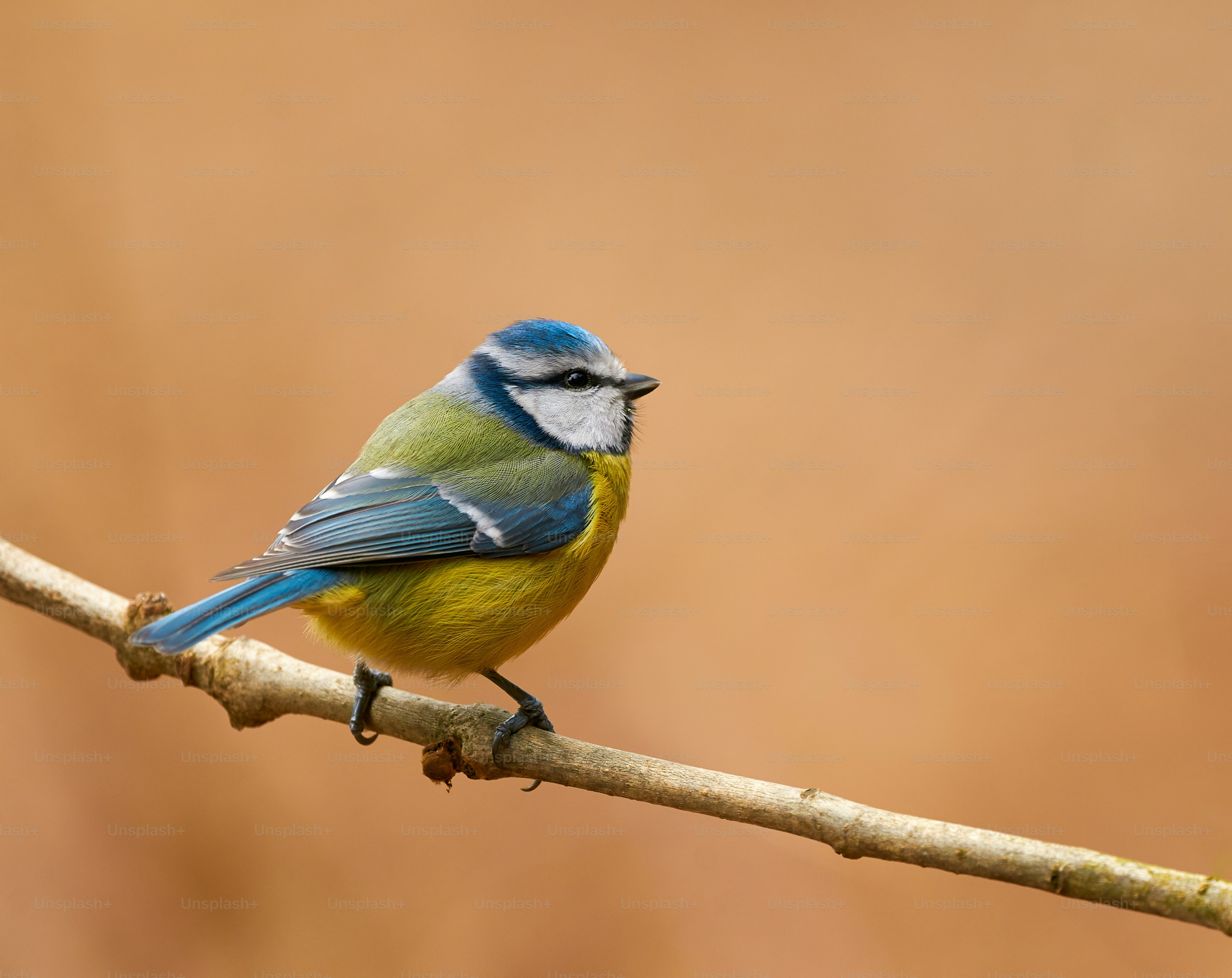 500+ Blue Bird Pictures [HD] | Download Free Images on Unsplash