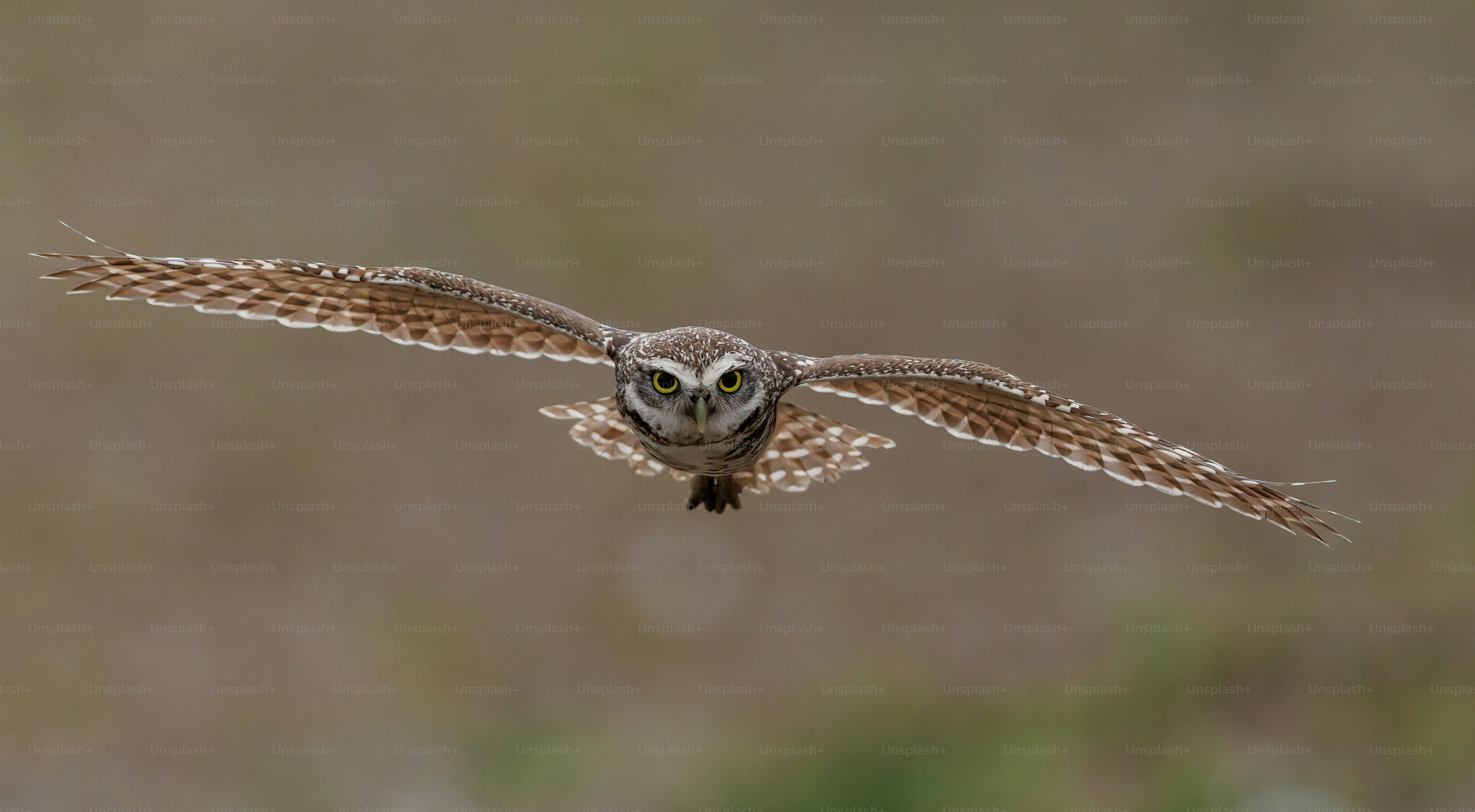 Owl Flying Pictures | Download Free Images on Unsplash