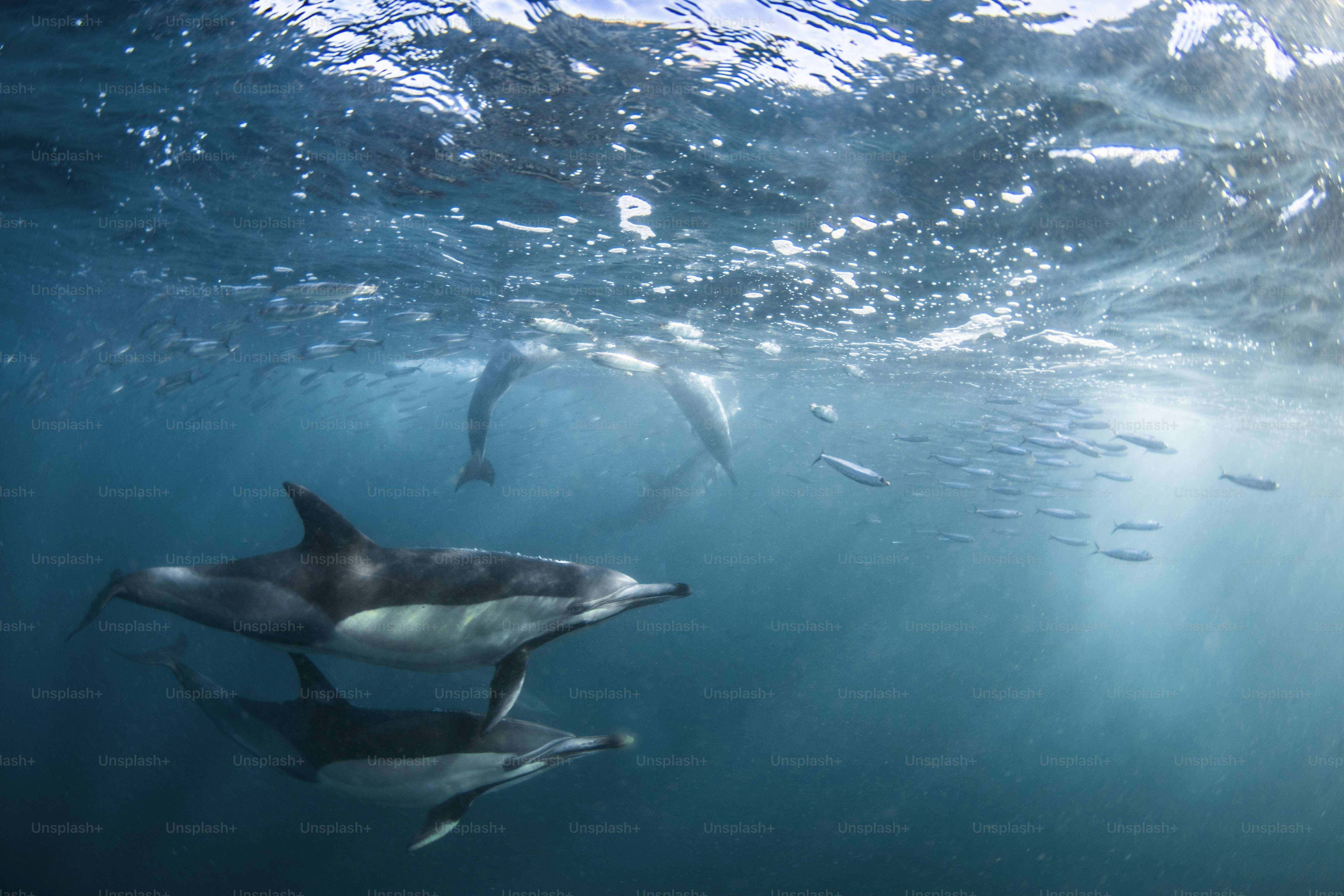 A Couple of Dolphin in Sardine run in South Africa photo – Underwater ...