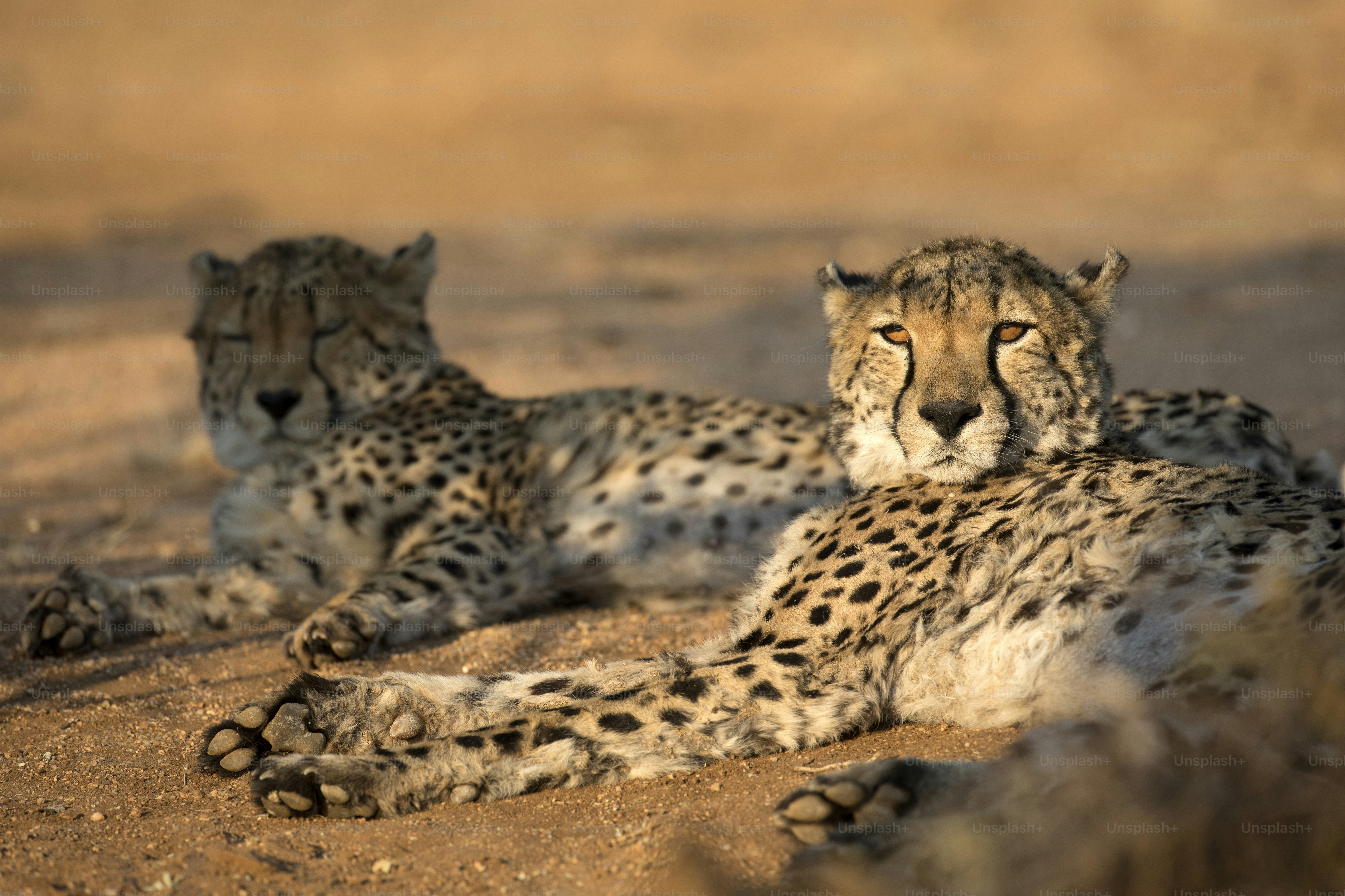 Two Cheetah resting photo – Cheetah print Image on Unsplash