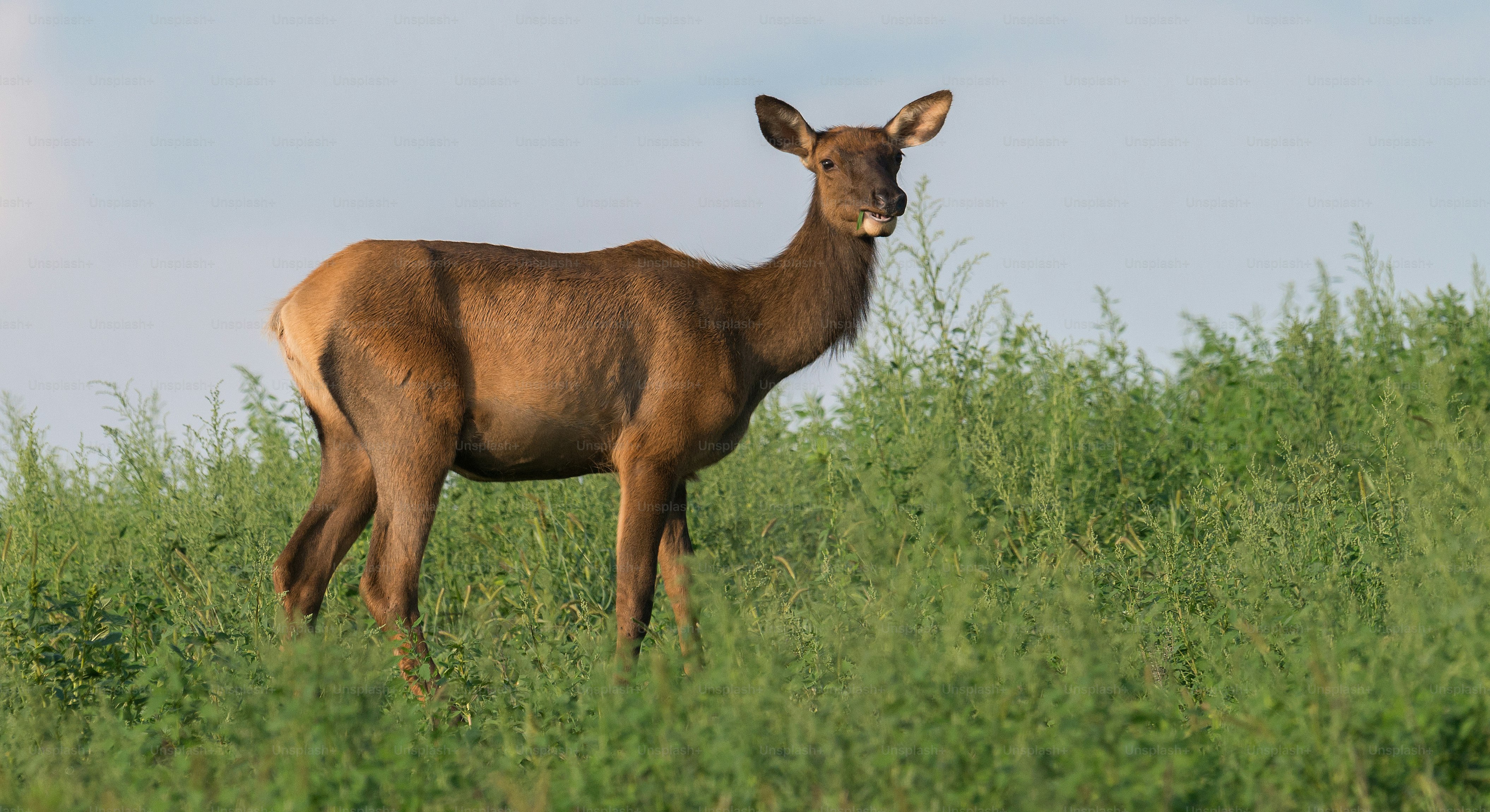 Un alce en Pensilvania foto – Imagen de Sin personas en Unsplash