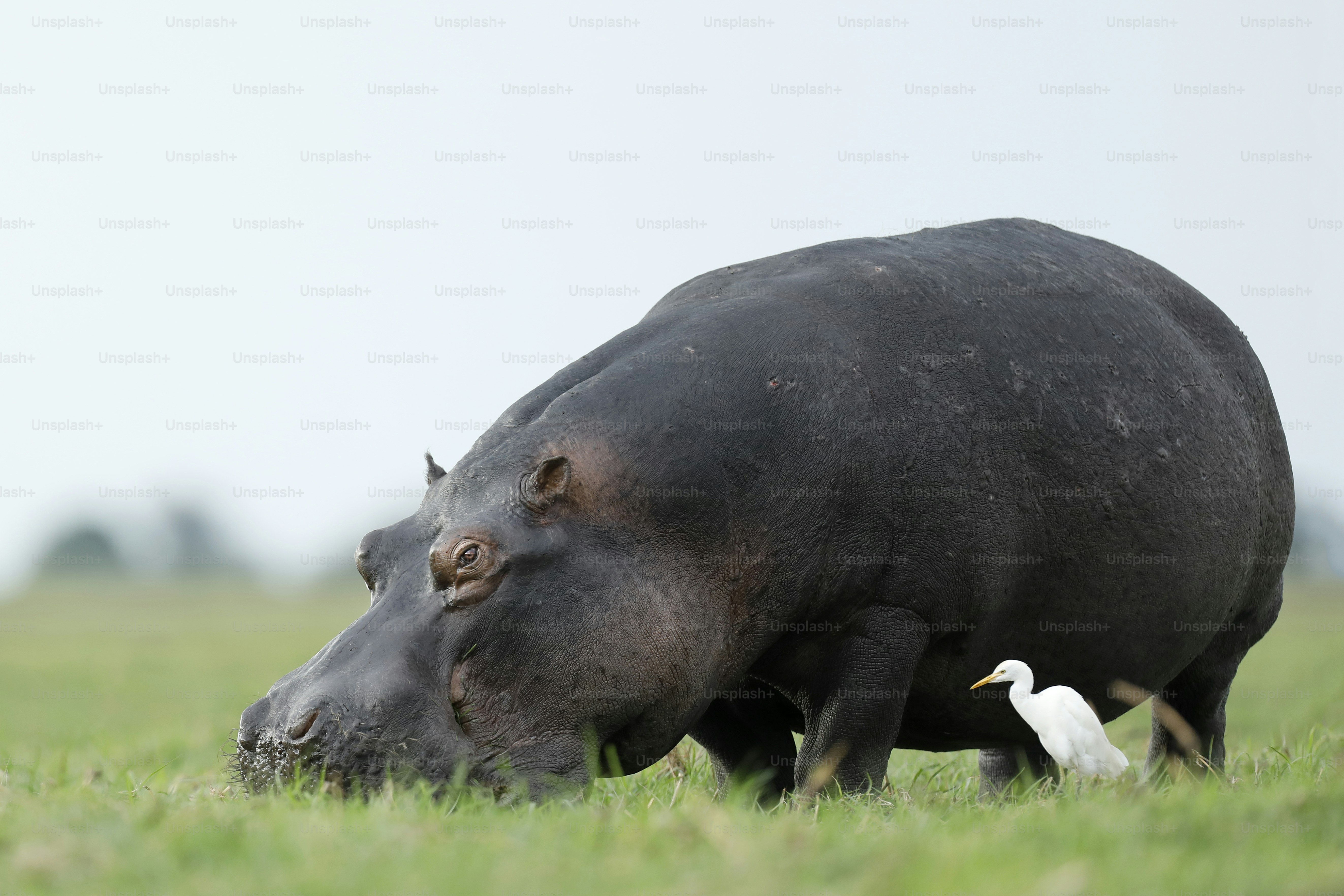 Knixx Pig Blowing Pictures | Download Free Images on Unsplash