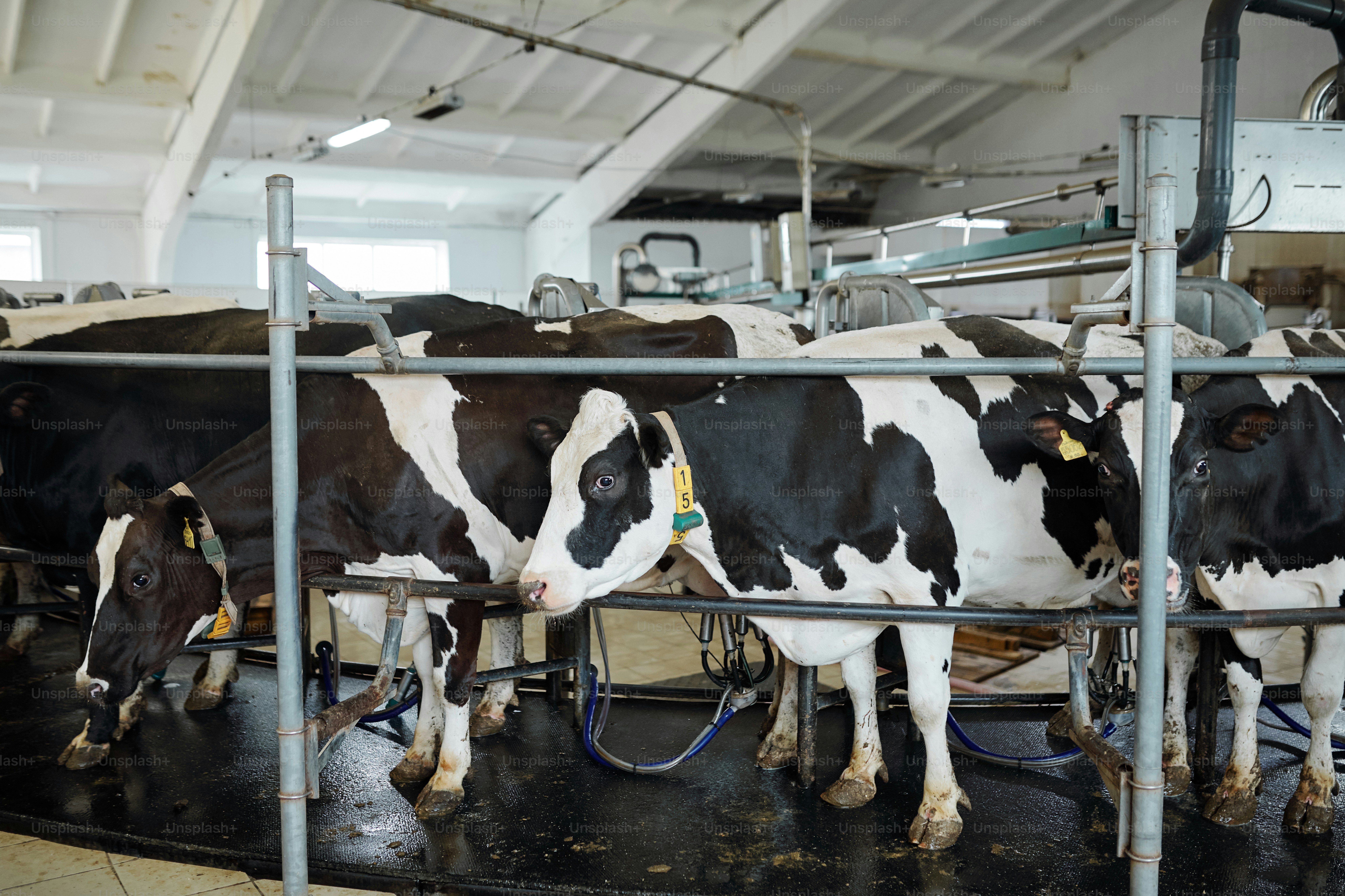 Long row of black-and-white dairy cows standing behind fence in cowshed ...