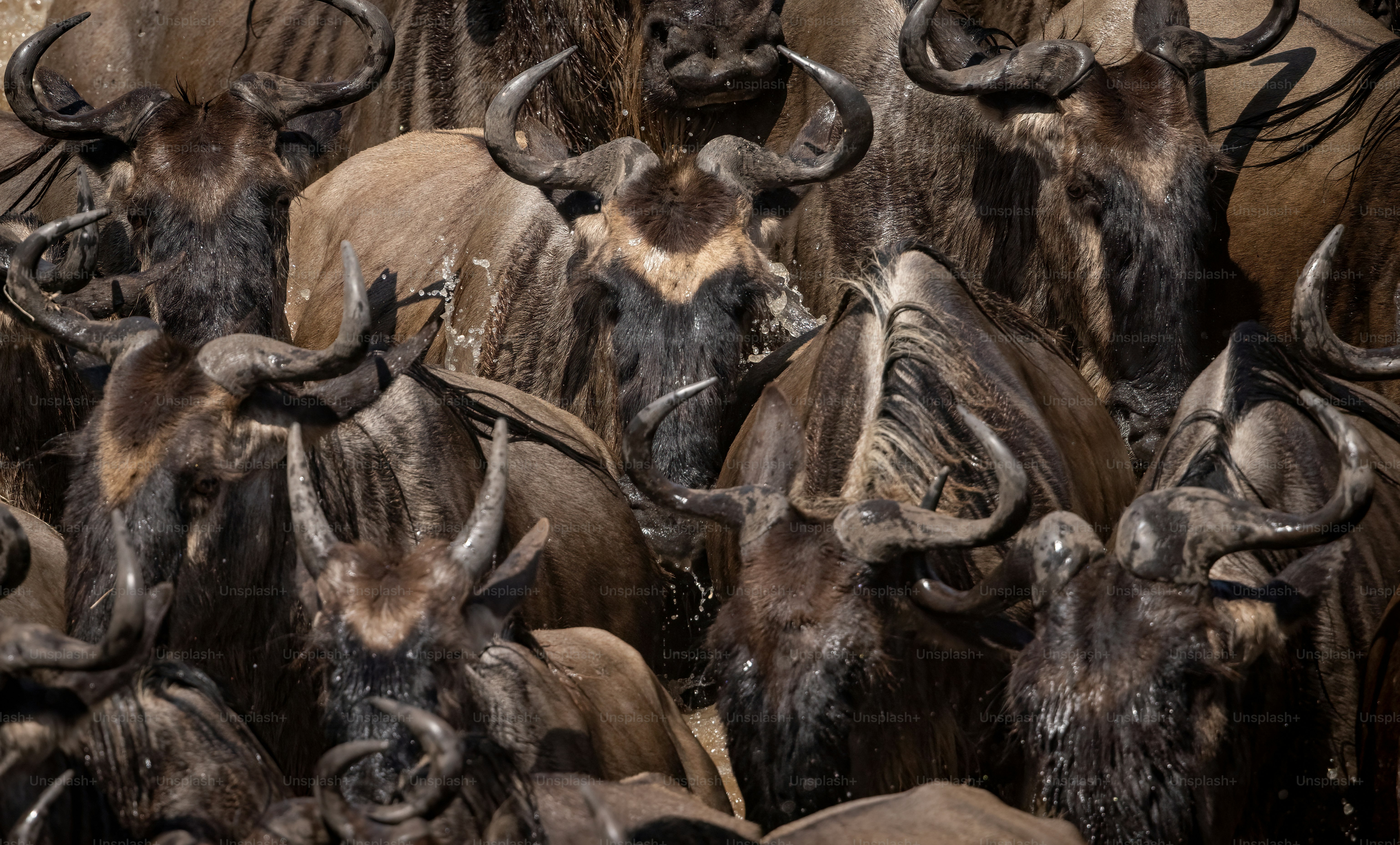 Foto La migración de ñus en África – Animal Imagen en Unsplash