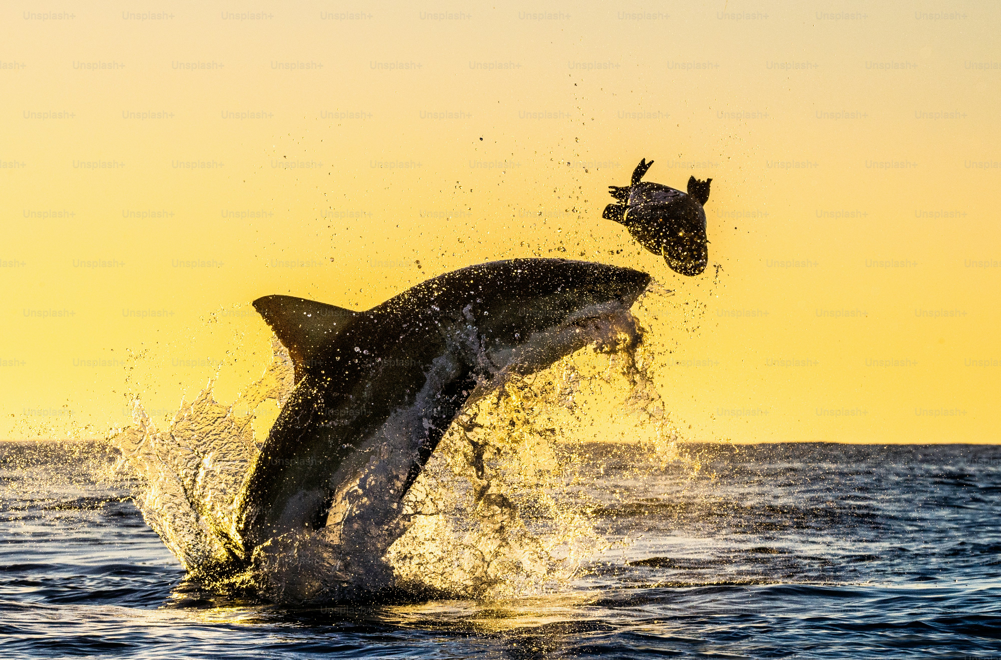 Silhouette of jumping Great White Shark. Red sky of sunrise. Great ...