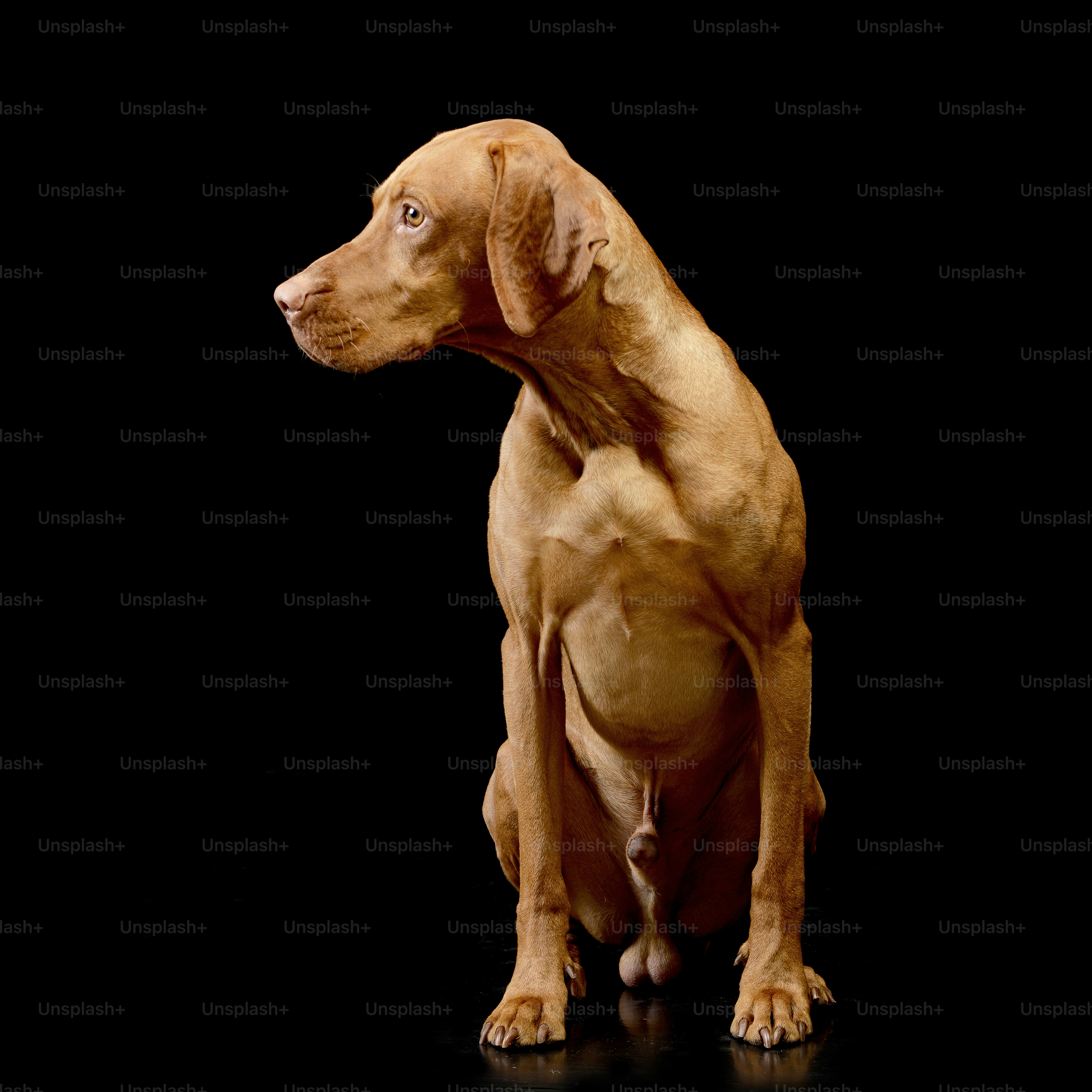 Studio shot of an adorable Hungarian Vizsla sitting on black background ...