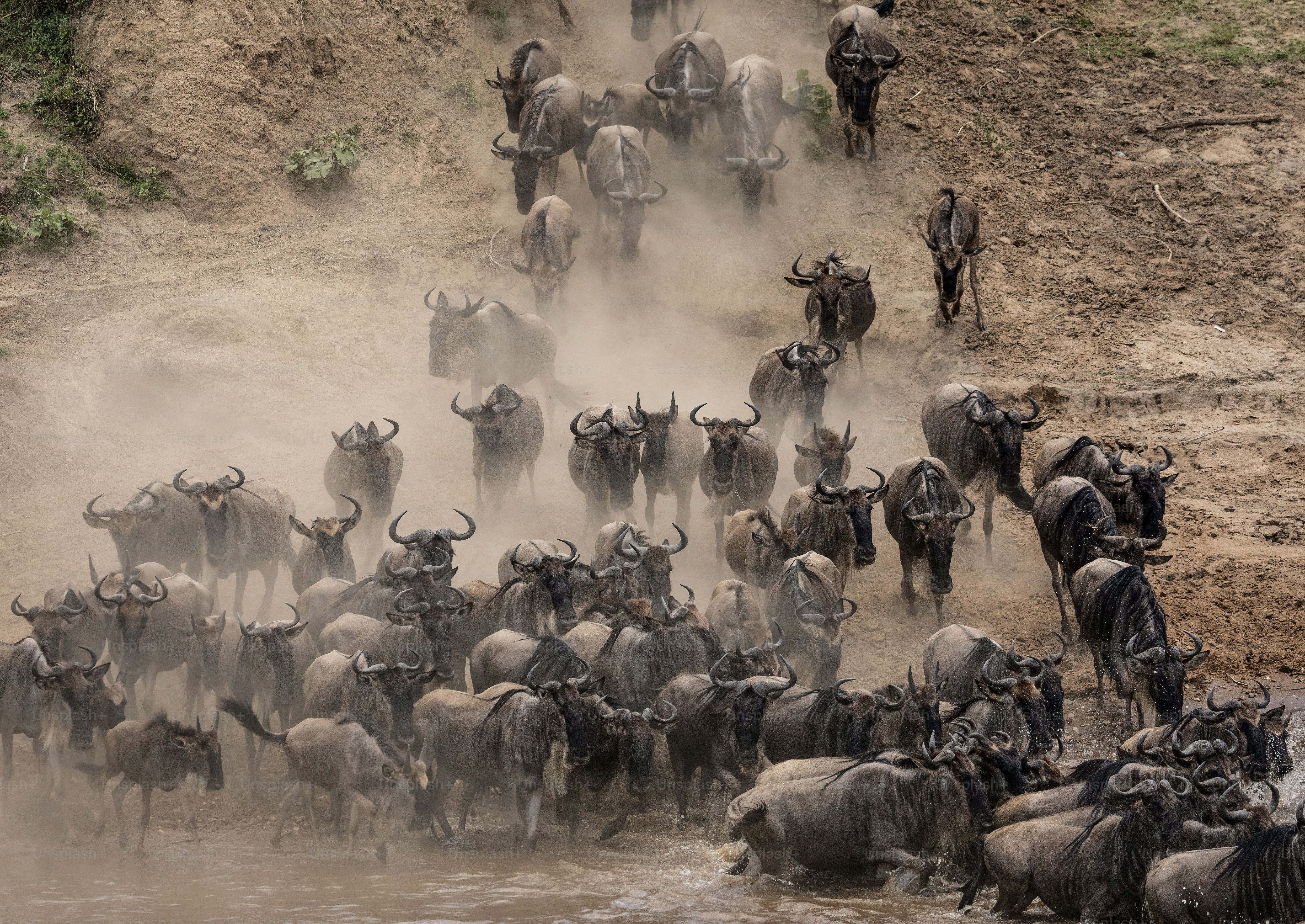 Foto La migración de ñus en África – Animal Imagen en Unsplash