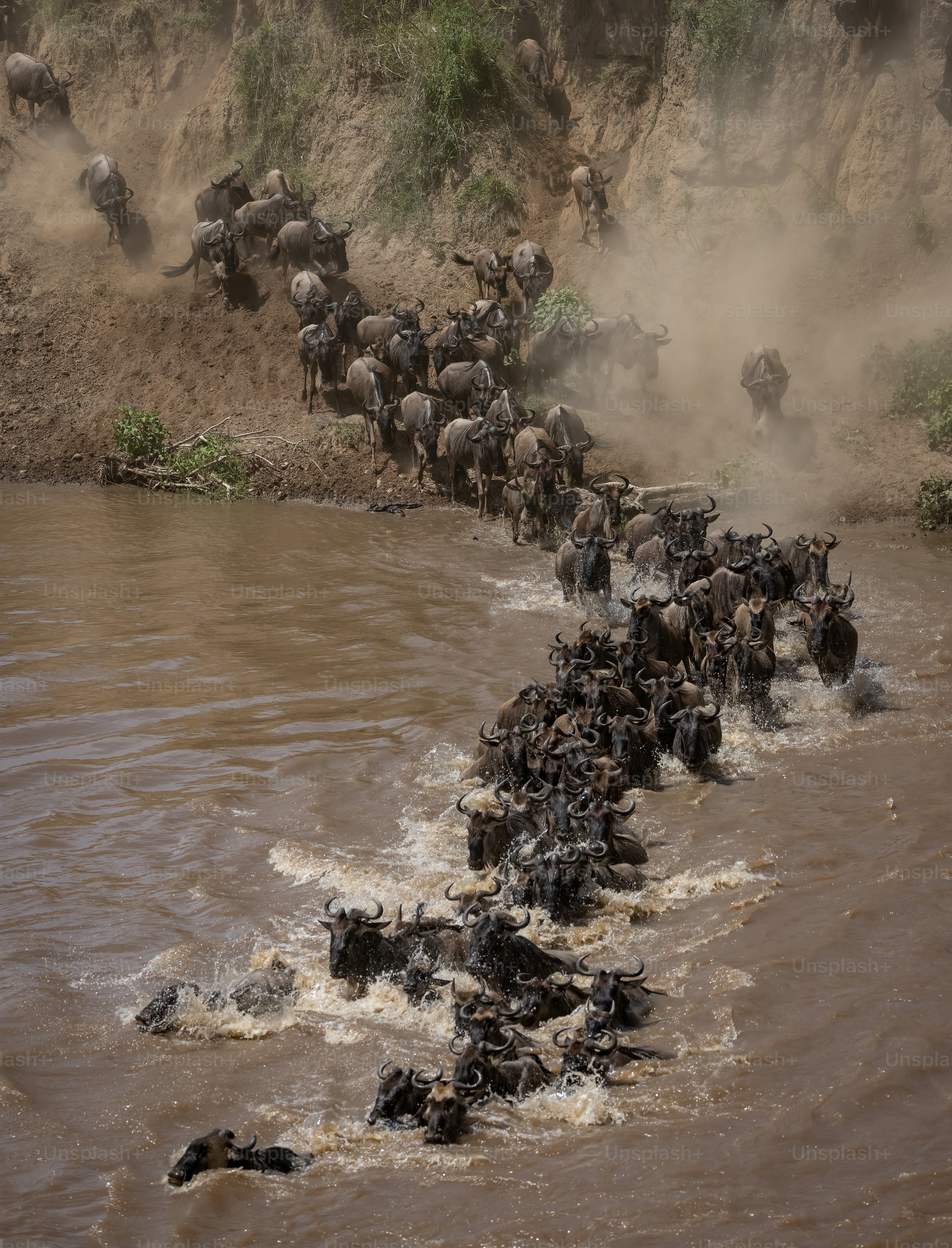 Wildebeest Migration Gif