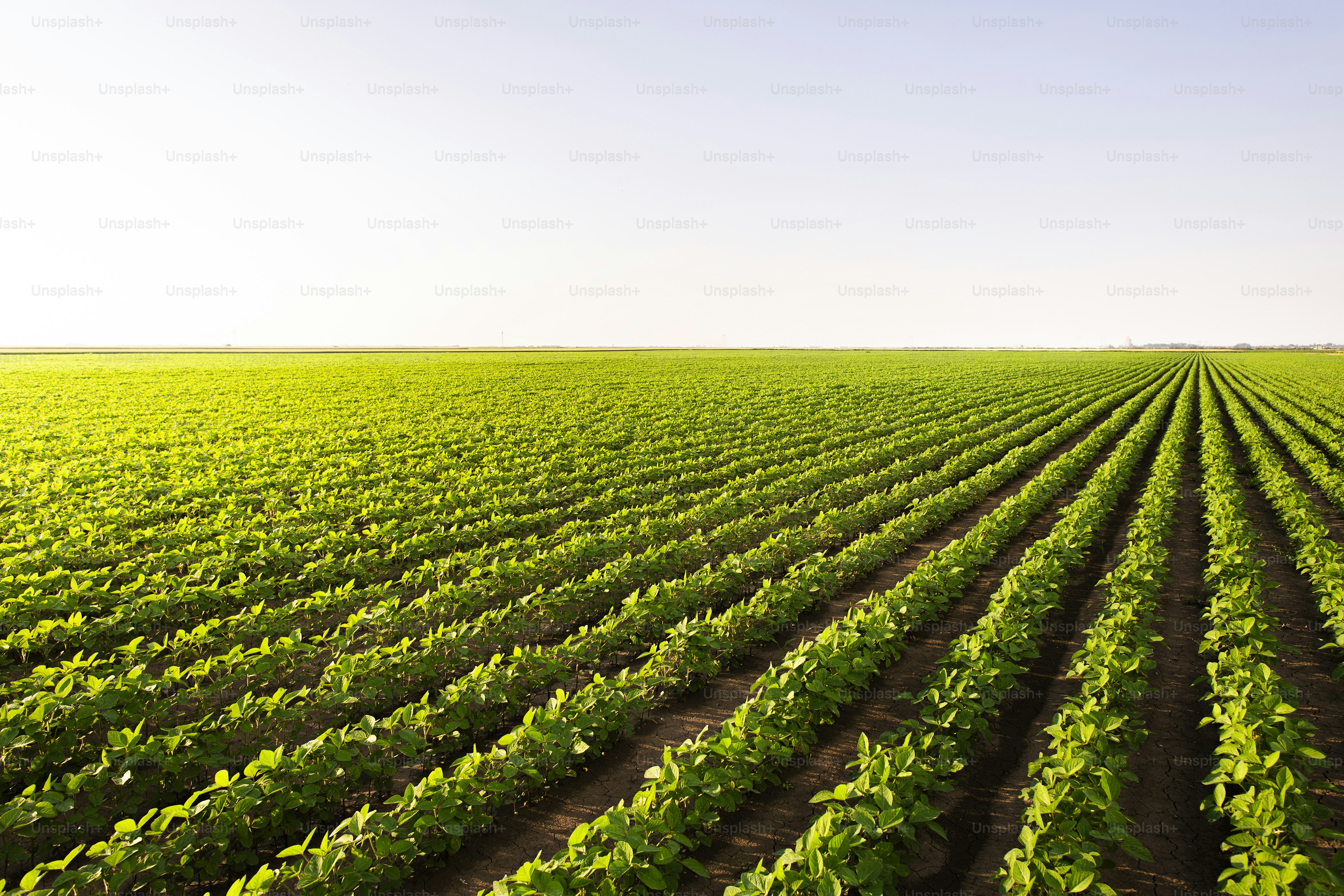 Open soybean field at sunset.Soybean field . photo – Vegetable Image on ...
