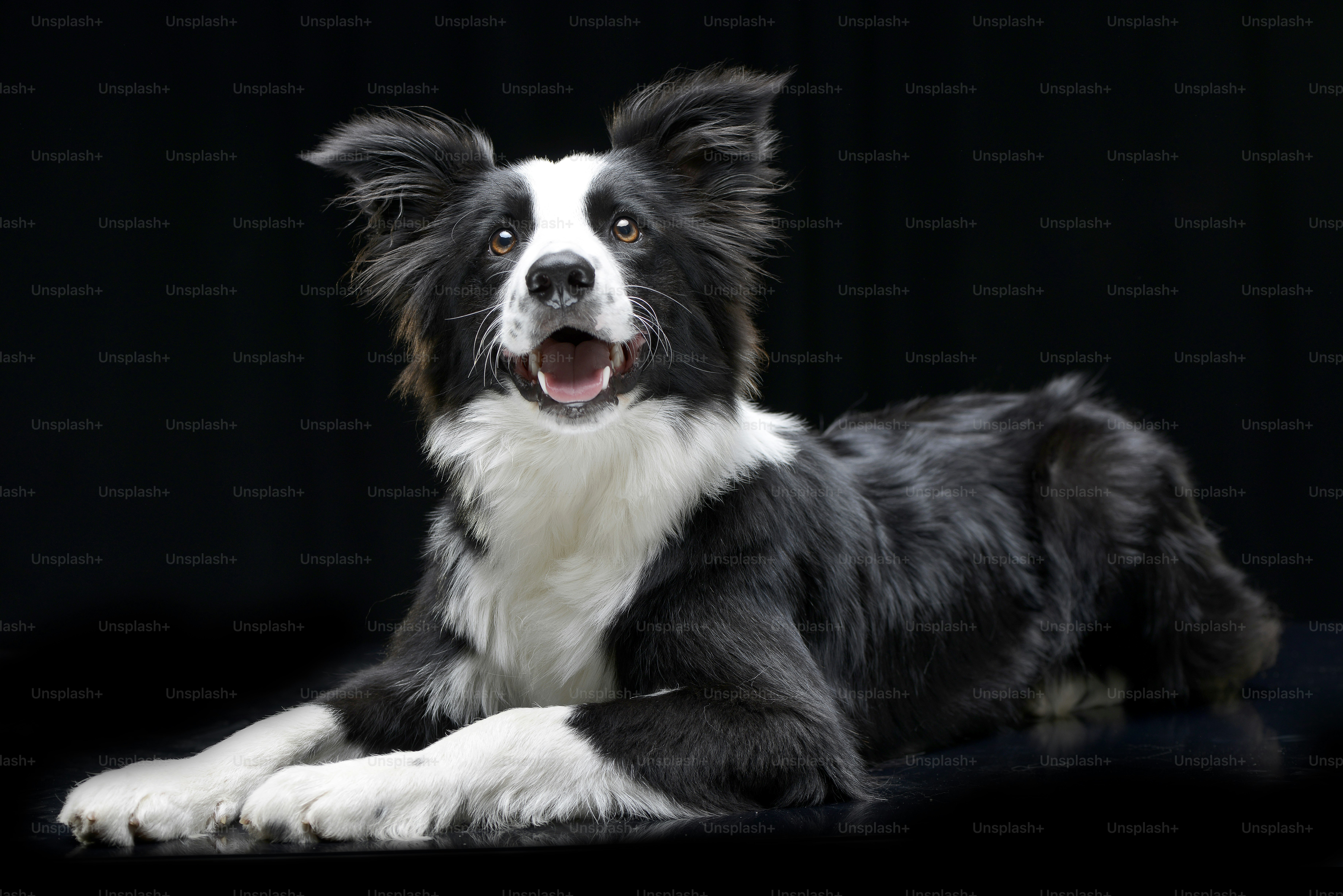 1000+ Border Collie Pictures | Download Free Images on Unsplash