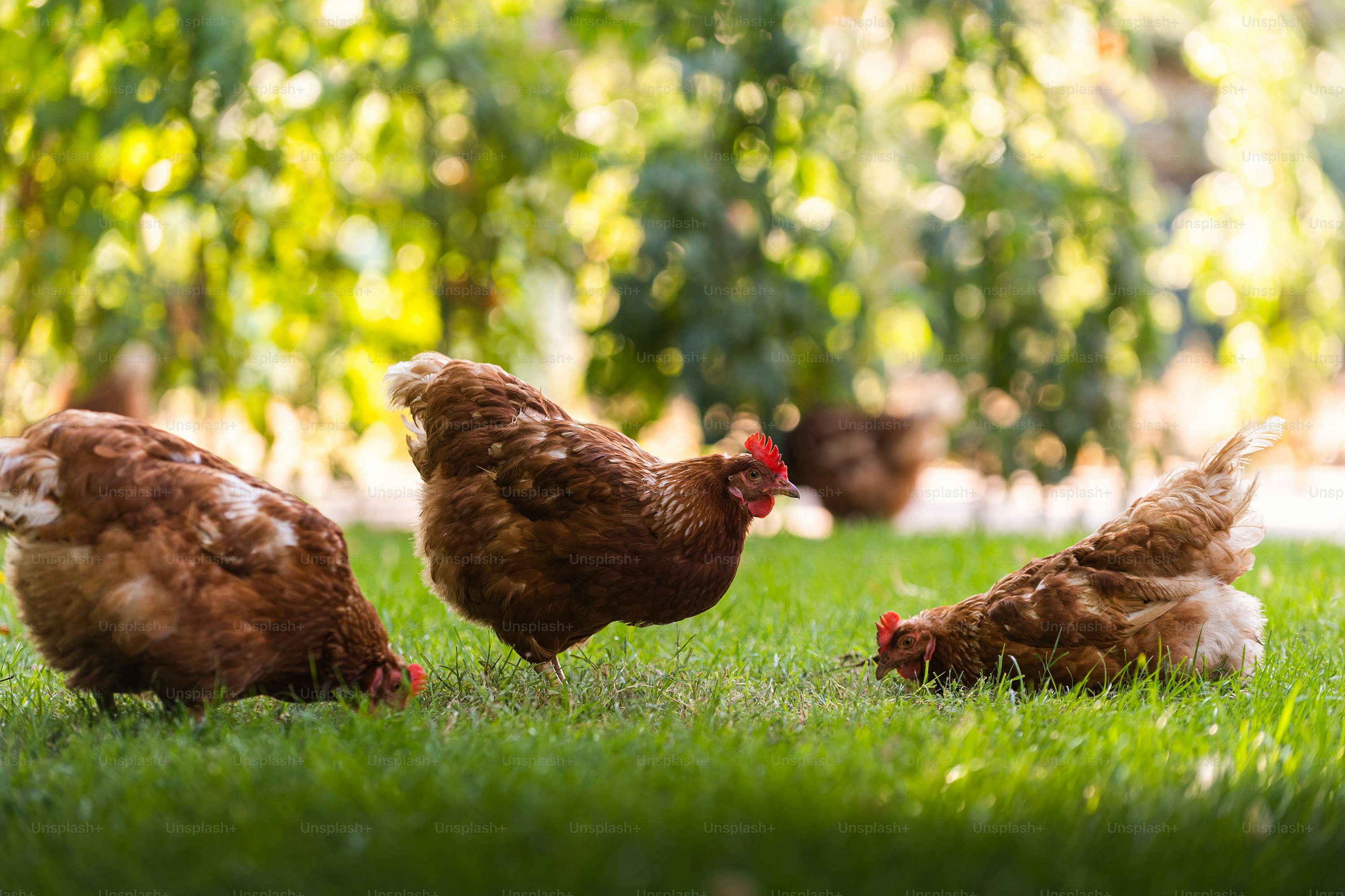 Rooster and Chickens. Free Range and Hens photo – Food Image on Unsplash