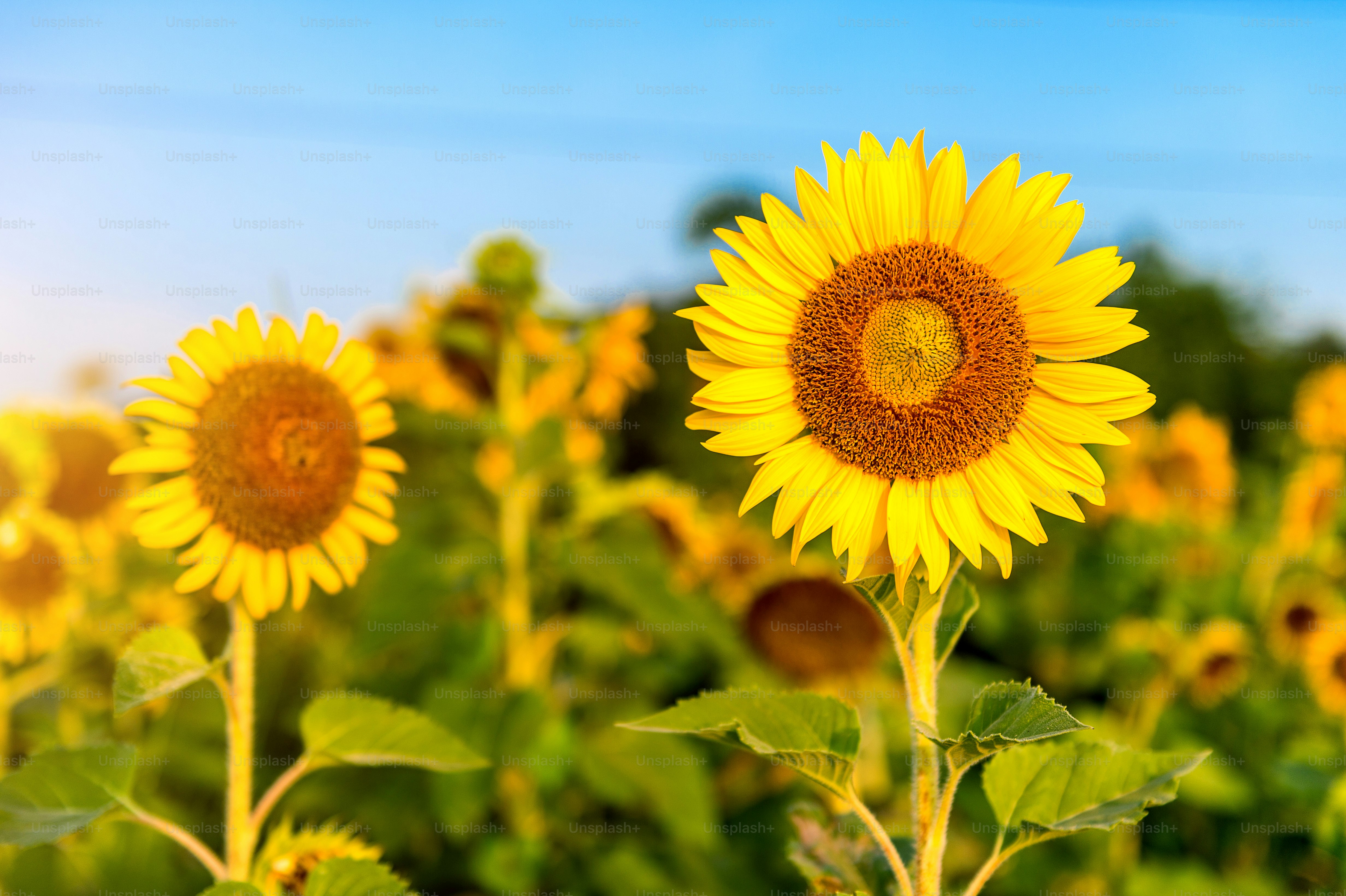 Sunflower natural background, Sunflower blooming in spring. photo ...