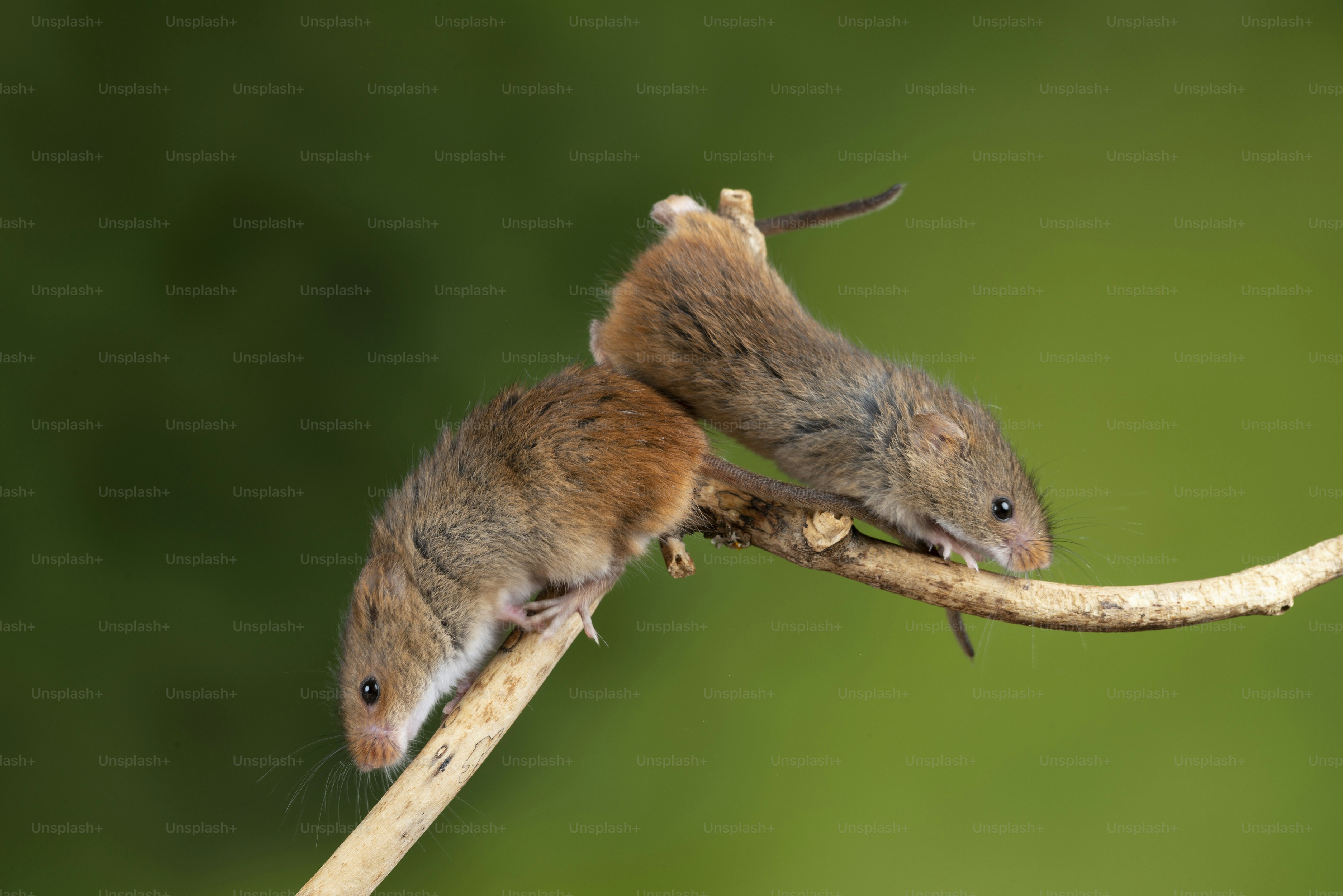 Cute harvest mice micromys minutus on wooden stick with neutral green ...