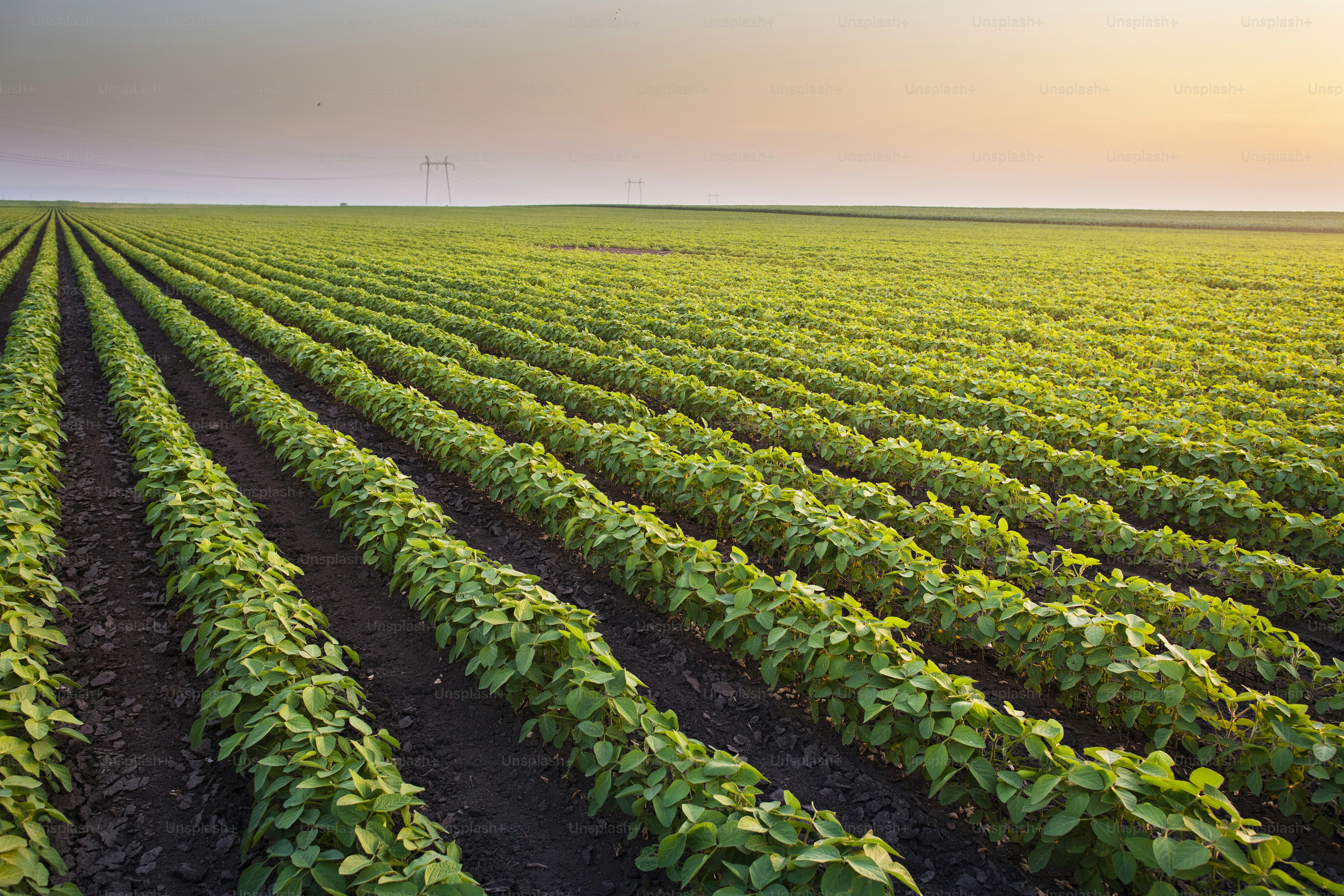 Open soybean field at sunset.Soybean field . photo – Nature Image on ...