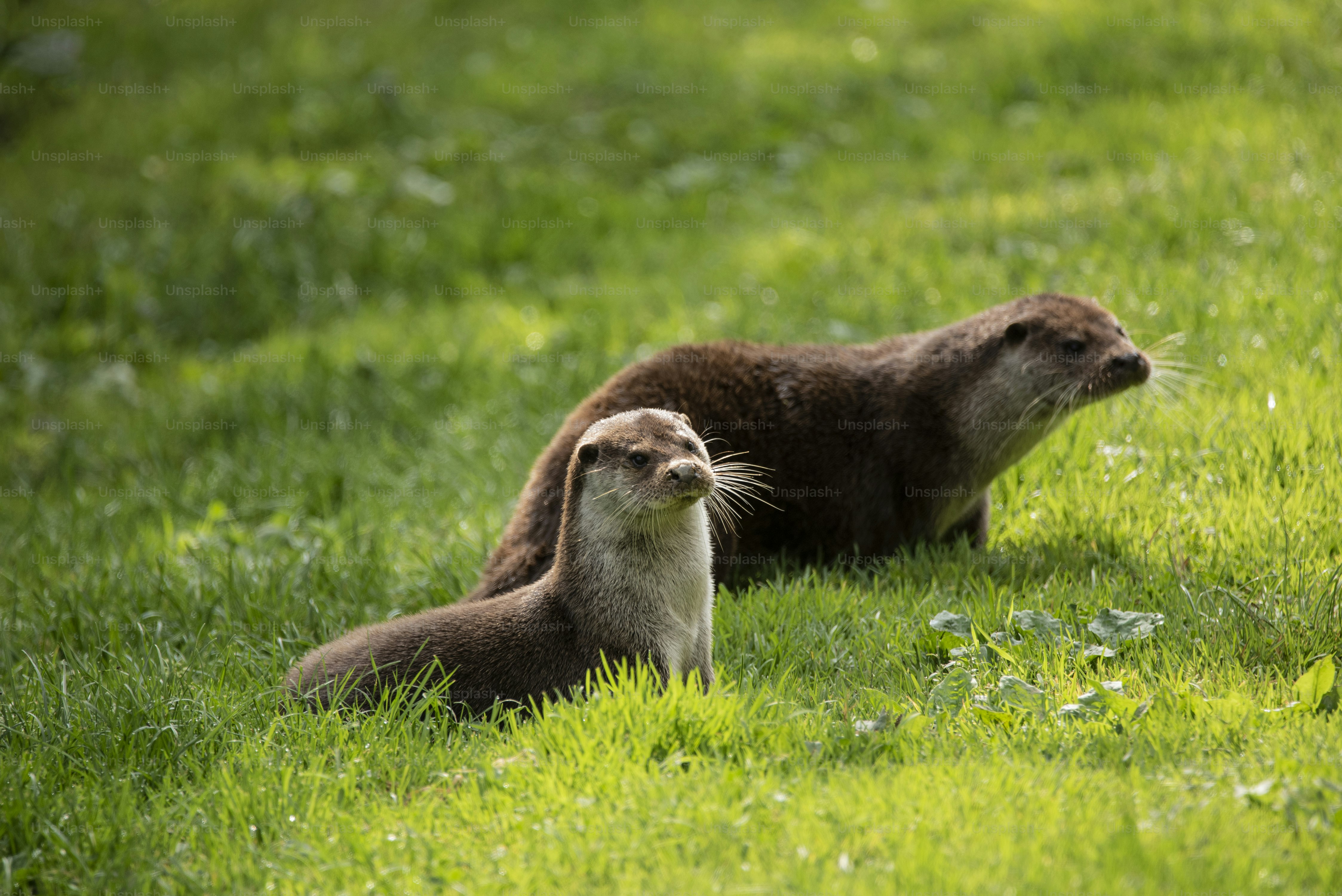 500+ Otter Pictures [HD] | Download Free Images on Unsplash