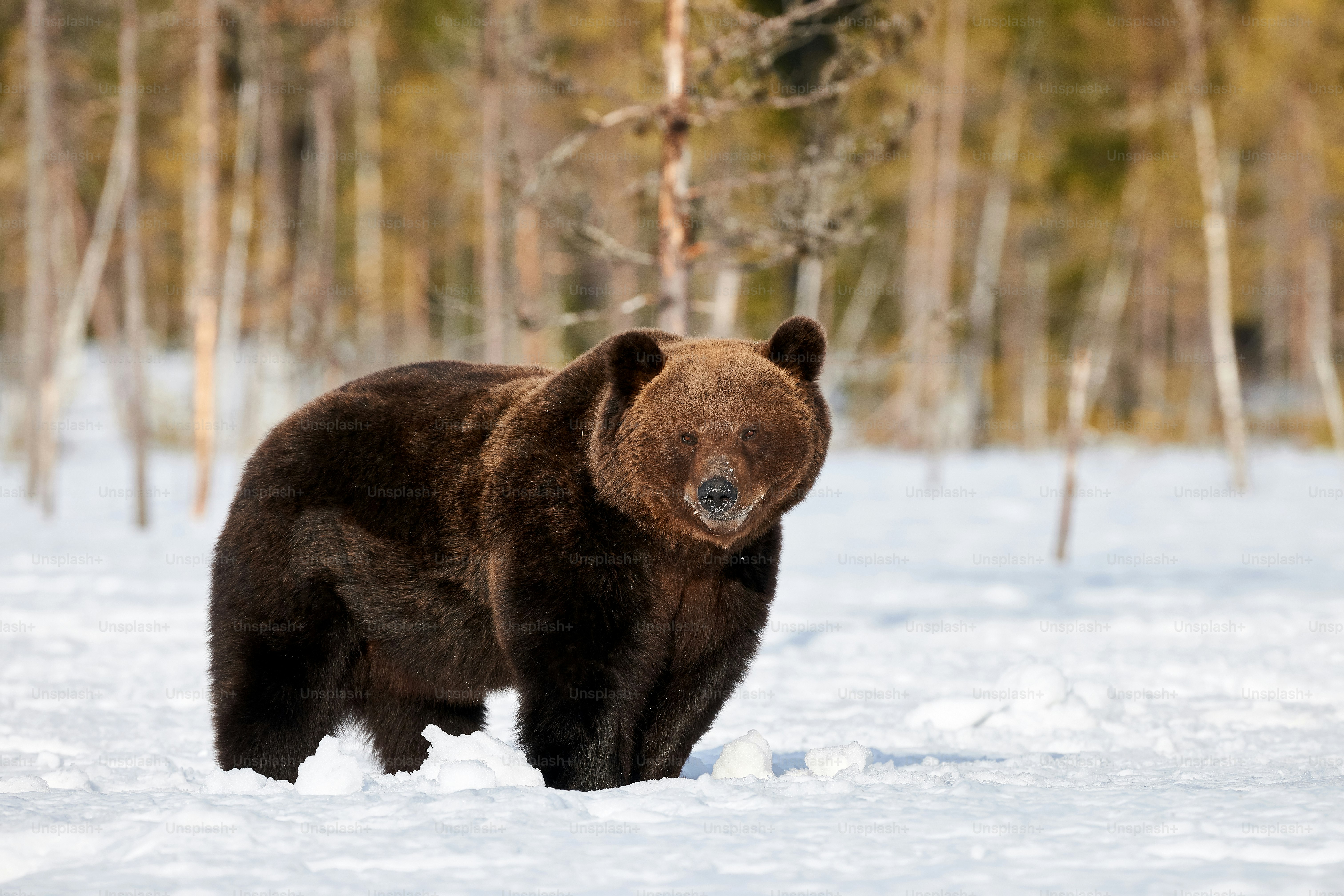 Beautiful brown bear walking in the snow in Finland while descending a ...