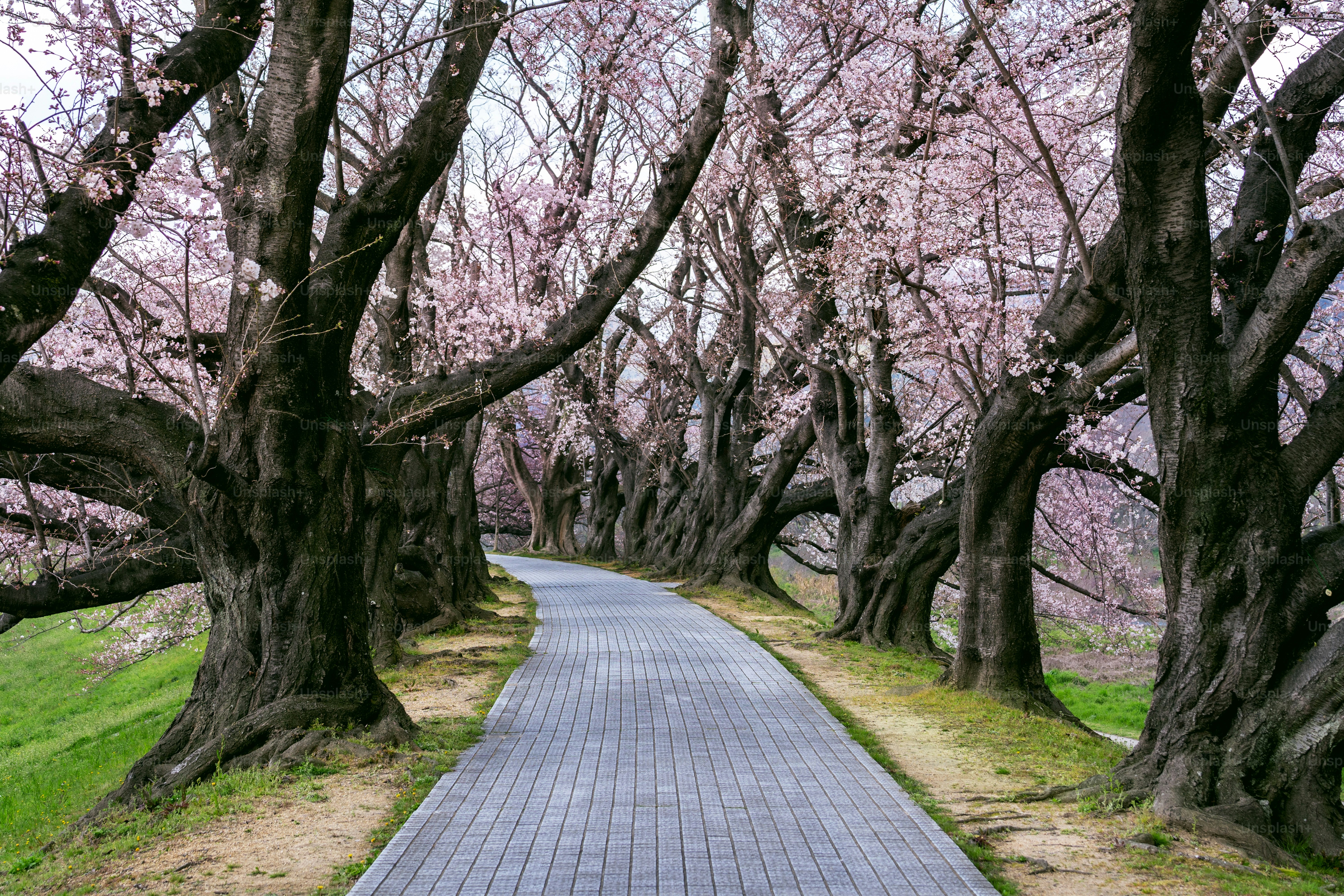 Row of cherry blossom tree in springtime, Kyoto in Japan. photo ...