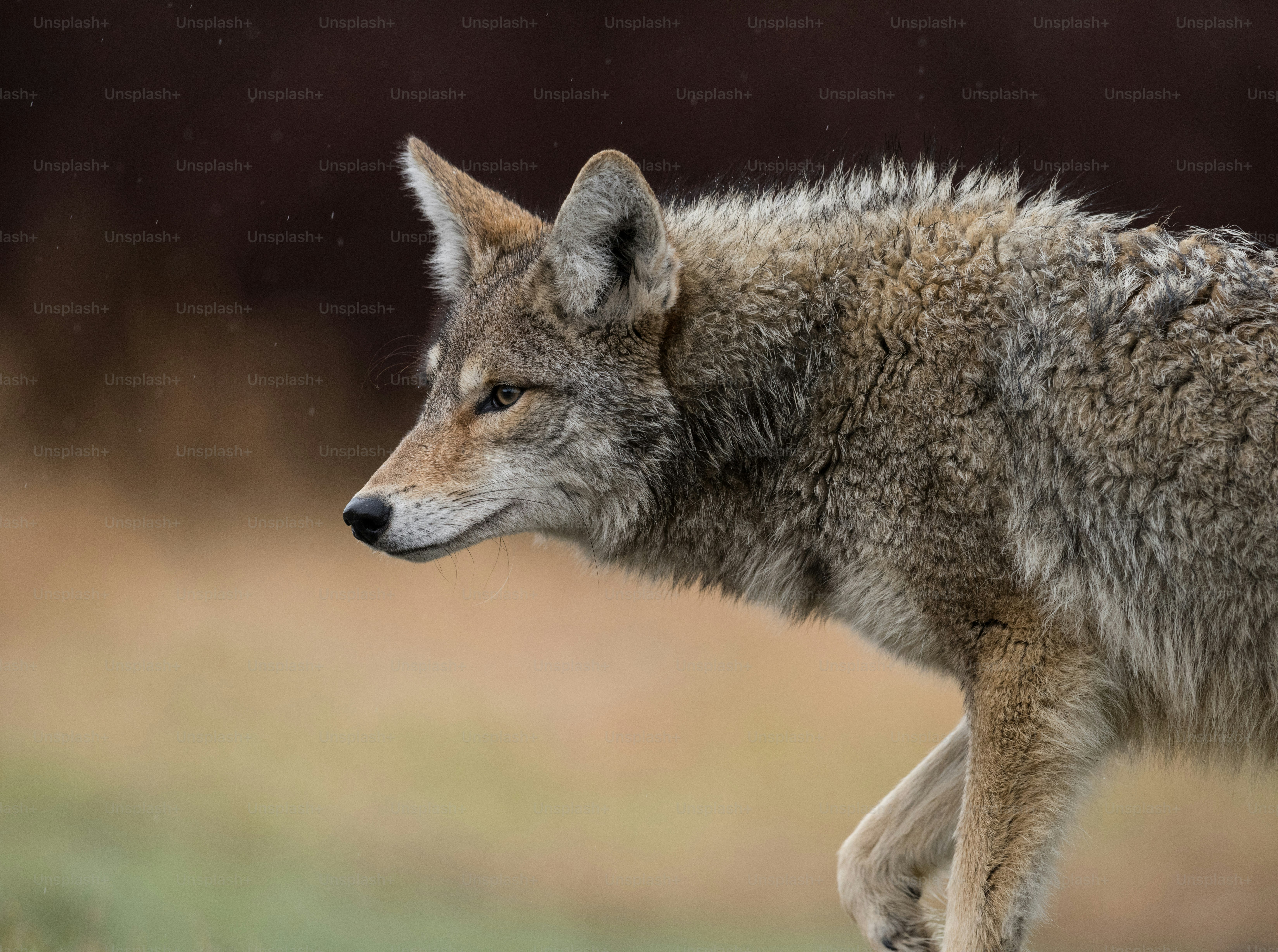 A coyote in British Columbia, Canada. photo – Coyote Image on Unsplash