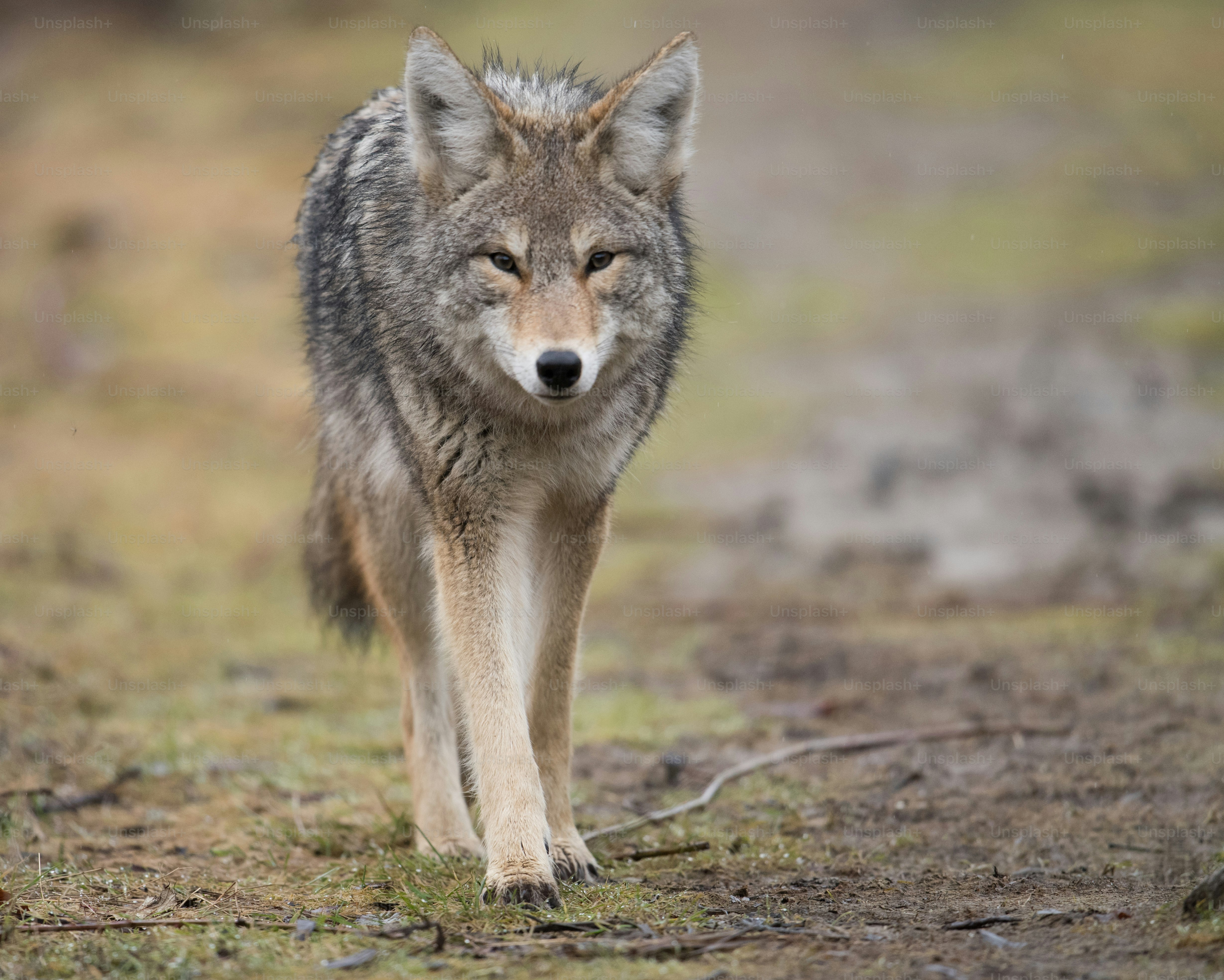 A coyote in British Columbia, Canada. photo – Dog Image on Unsplash