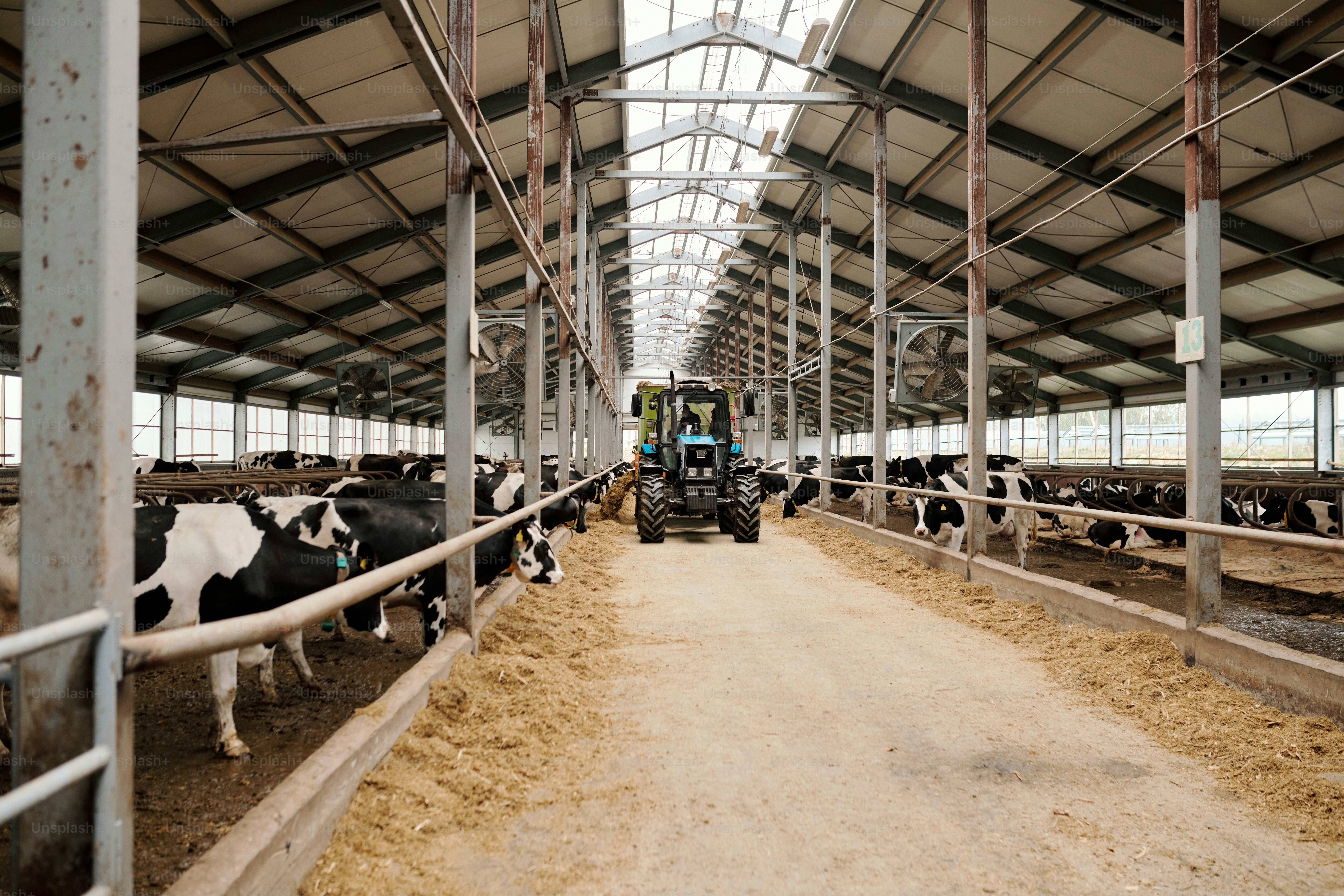 Two large paddocks with purebred milk cows eating livestock feed inside ...
