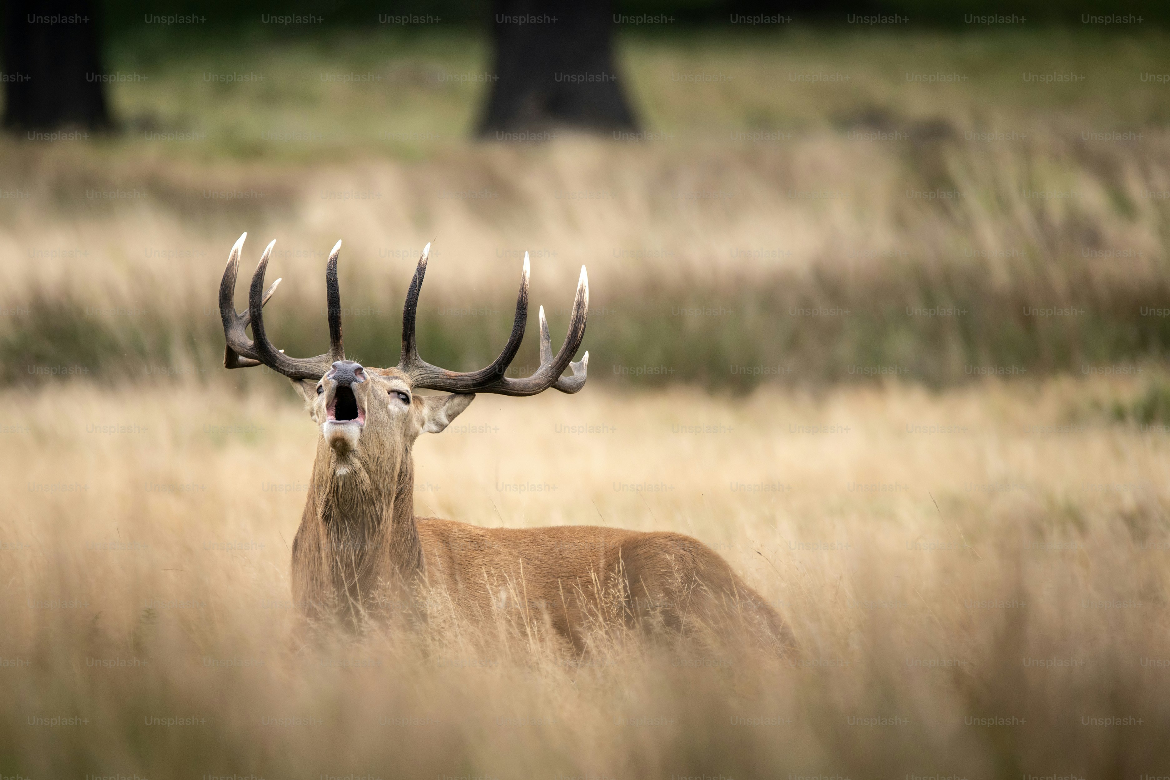 Hermoso ciervo rojo Cervus Elaphus en otoño Paisaje boscoso de otoño ...