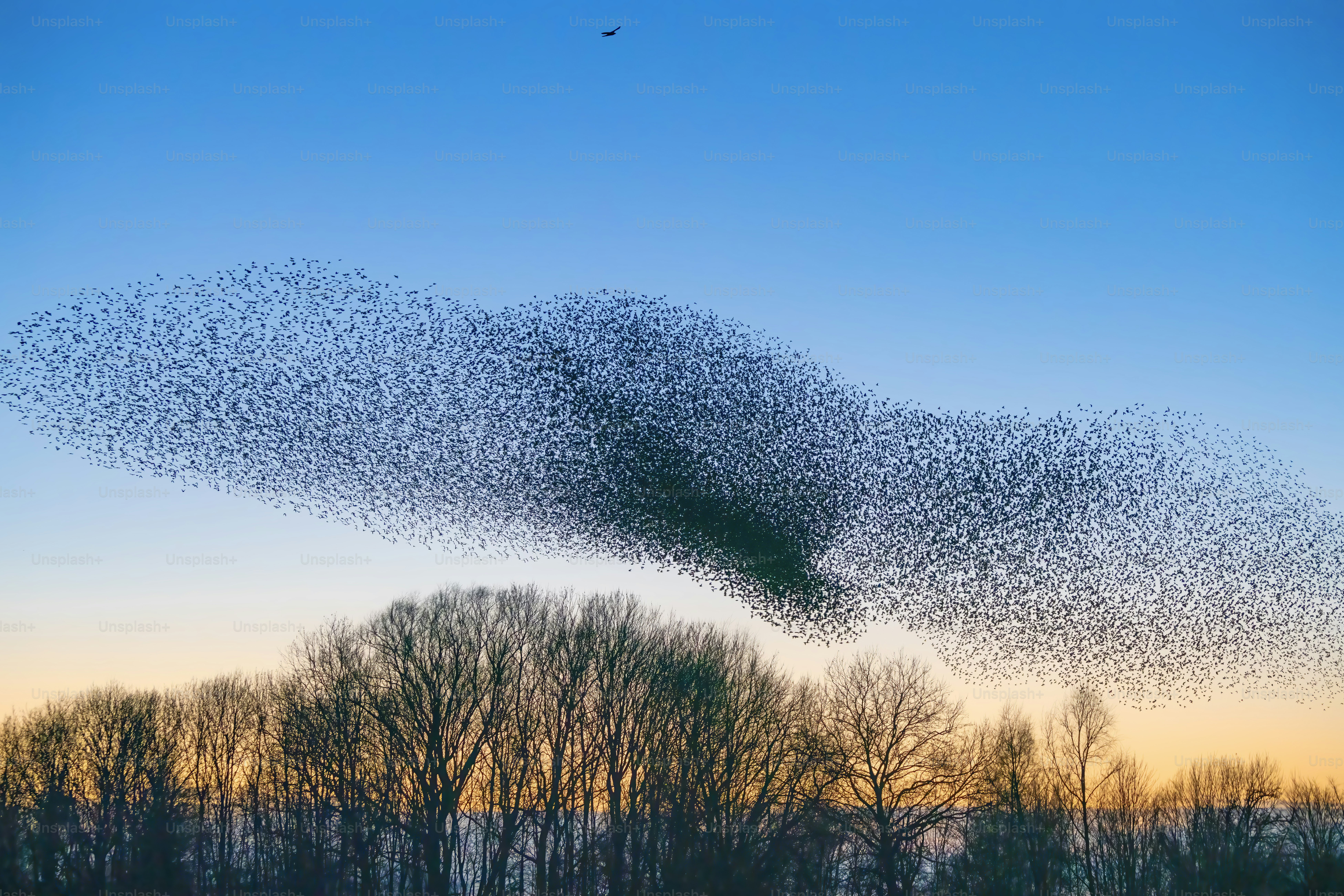 Flock Pictures | Download Free Images on Unsplash