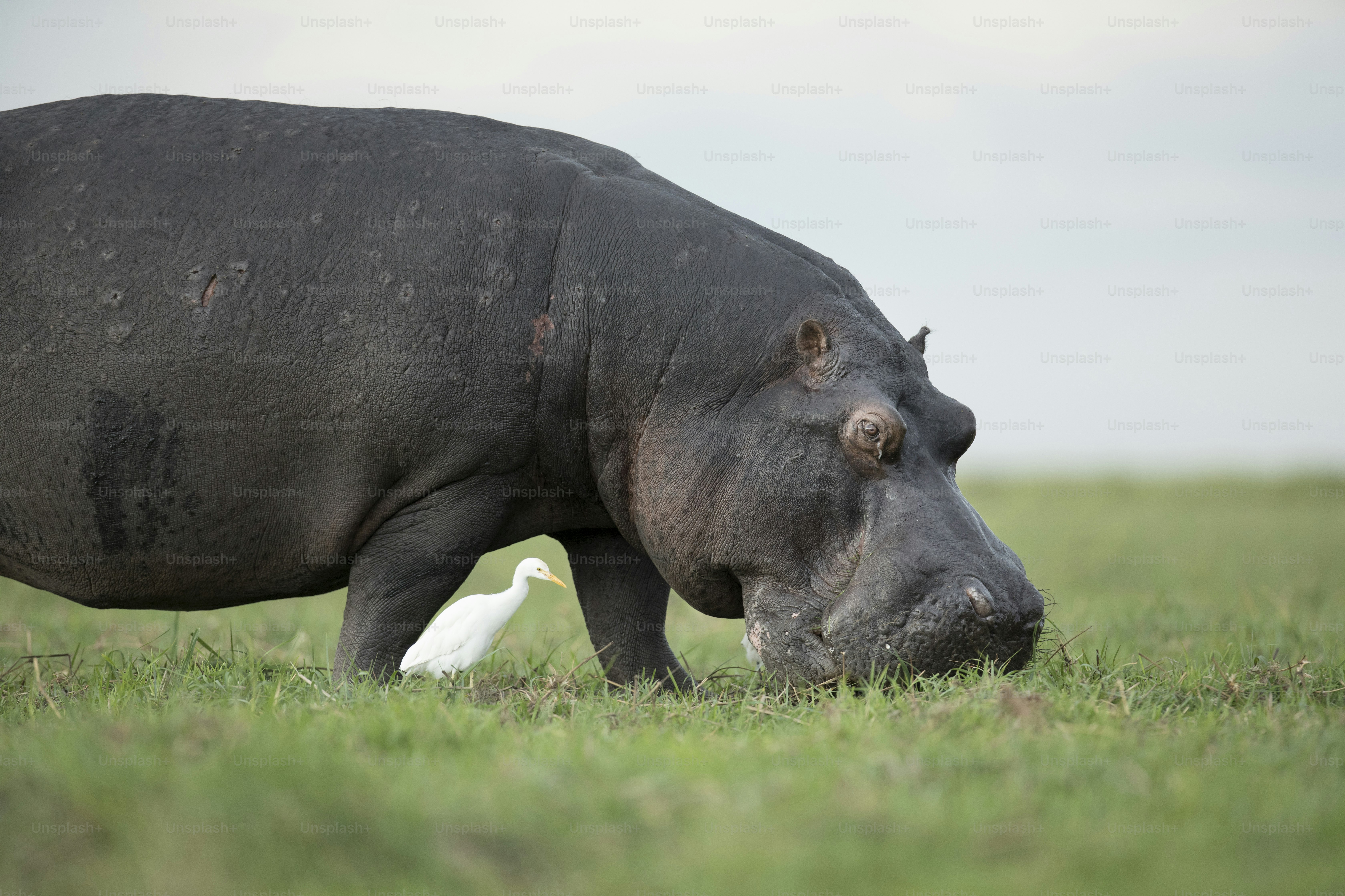 Hippo and cattle egret feedingHippo and cattle egret feedingHippo and ...
