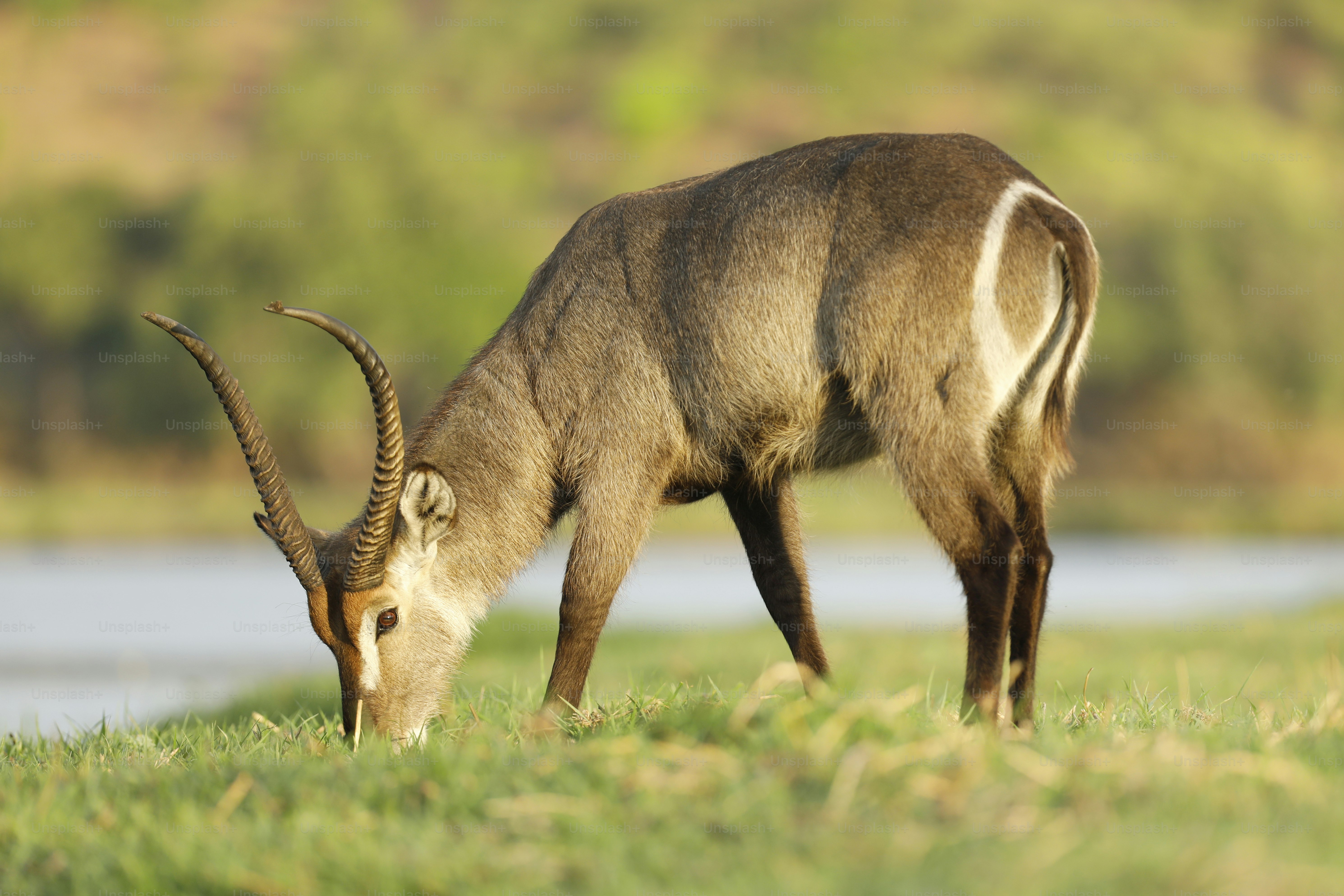 Waterbuck in golden light photo – Antelope Image on Unsplash