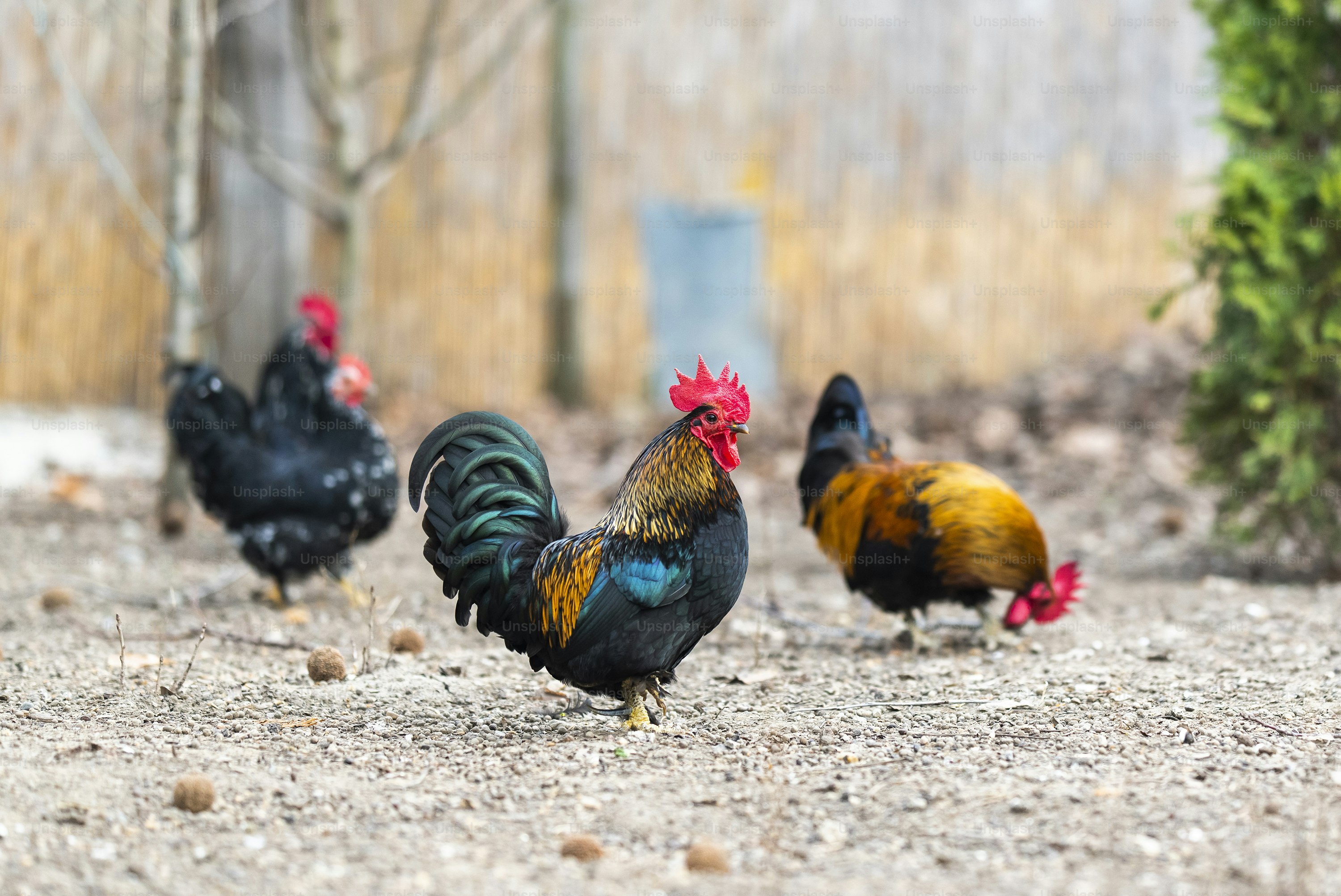 1500+ Rooster Pictures | Download Free Images on Unsplash