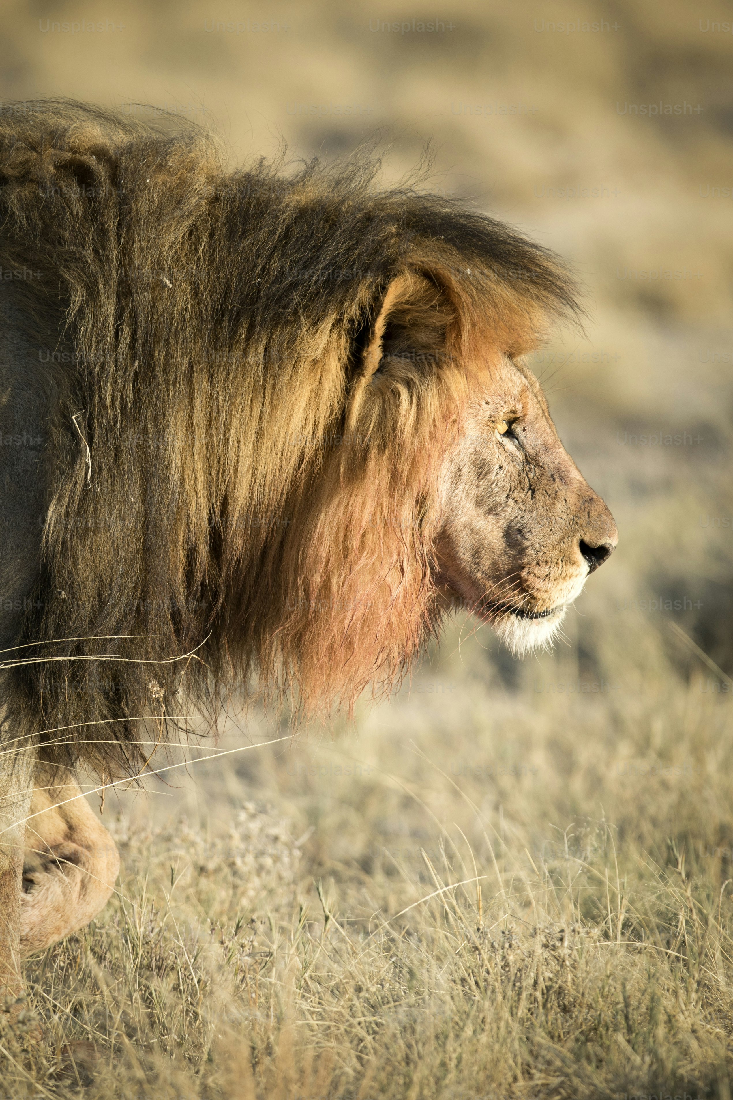 A male lion with blood on his mane in Etosha National Park, Namibia ...