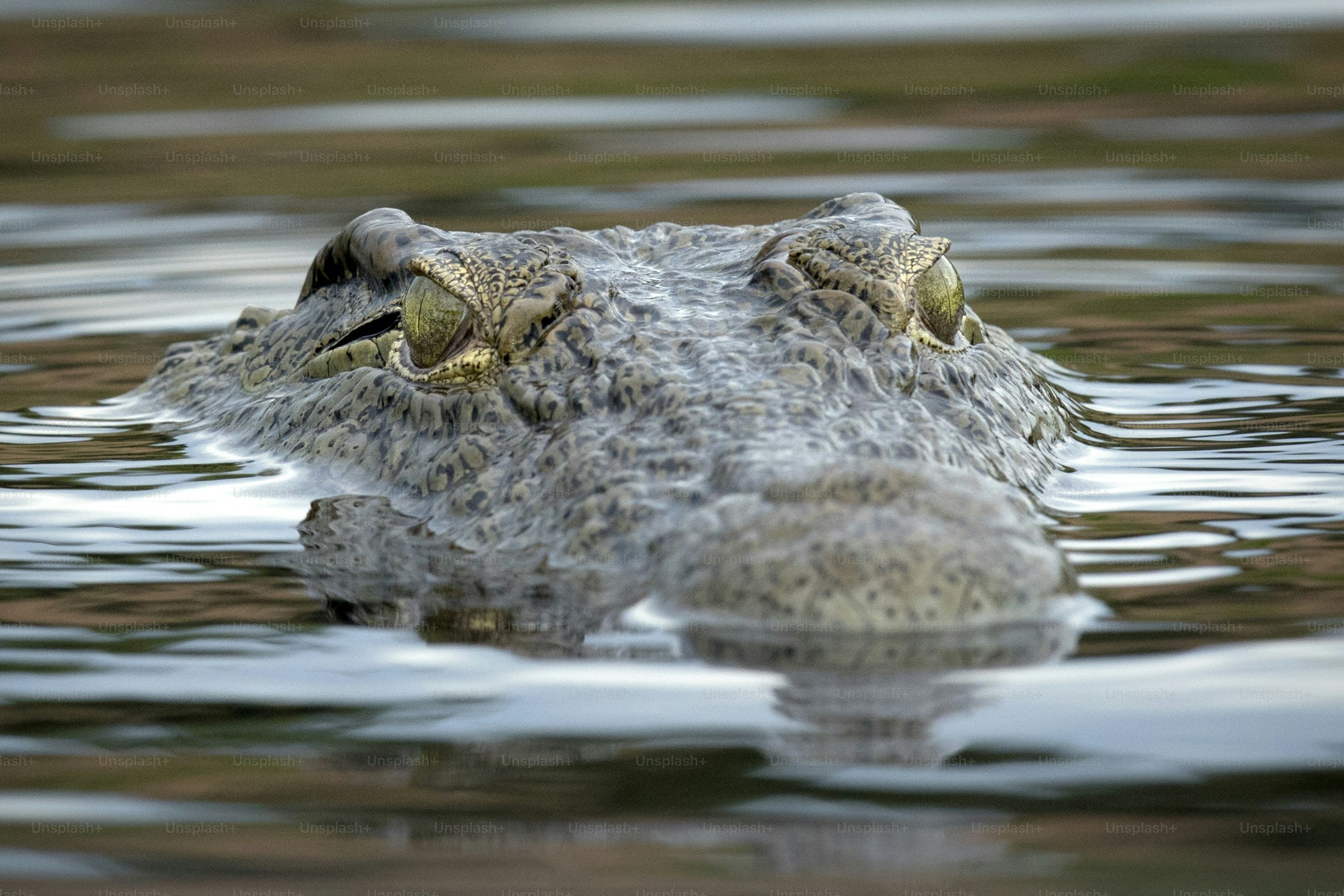 Caiman Pictures | Download Free Images on Unsplash