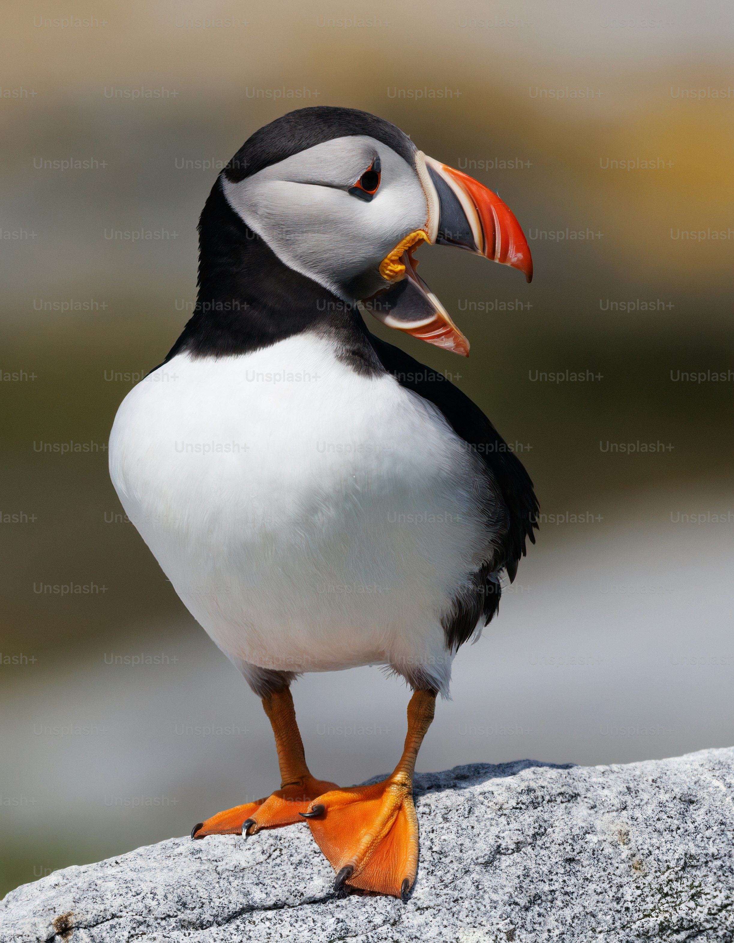 Atlantic puffin on Machias Seal Island, off the coast of Maine. photo ...
