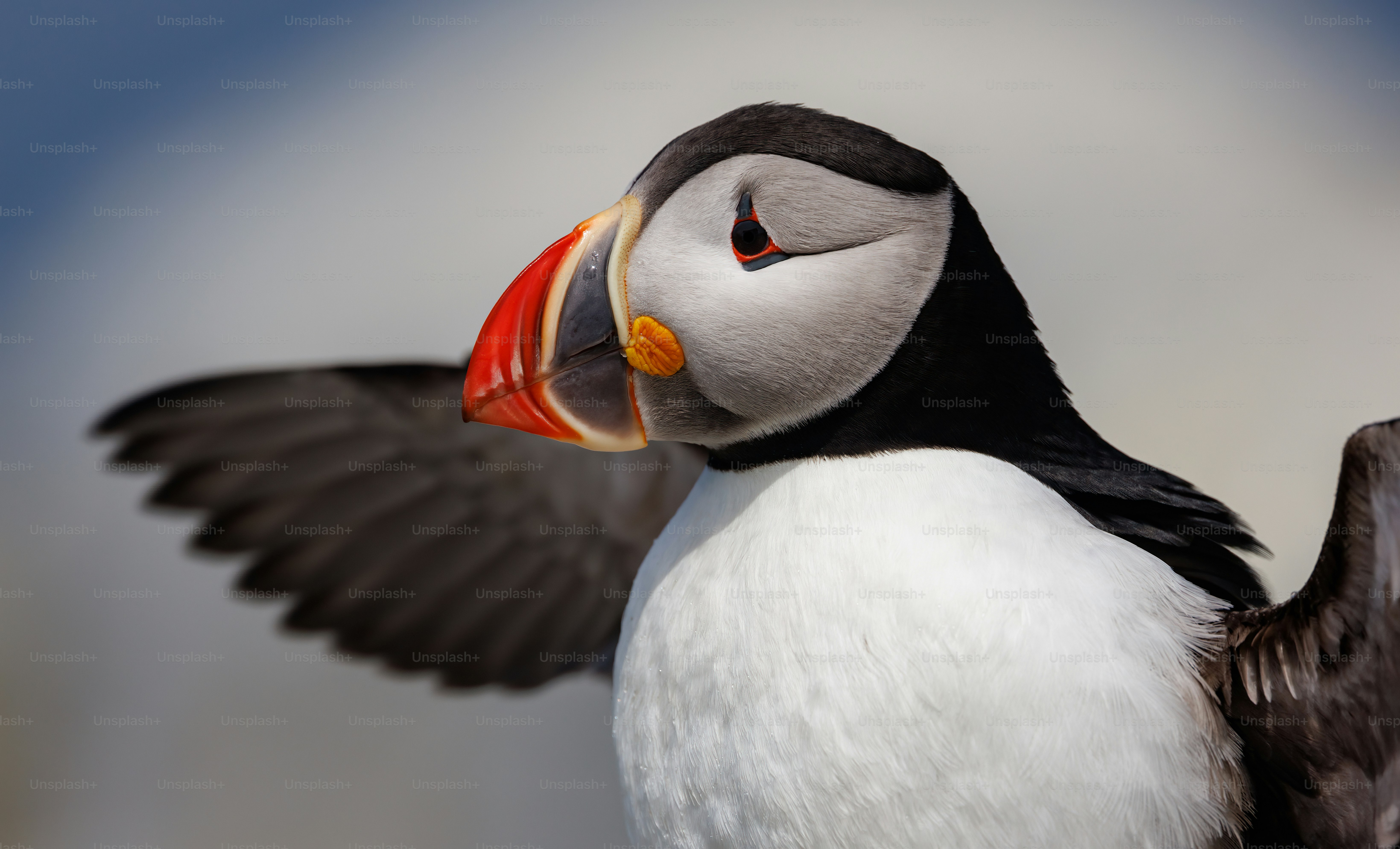 Atlantic puffin on Machias Seal Island, off the coast of Maine. photo ...