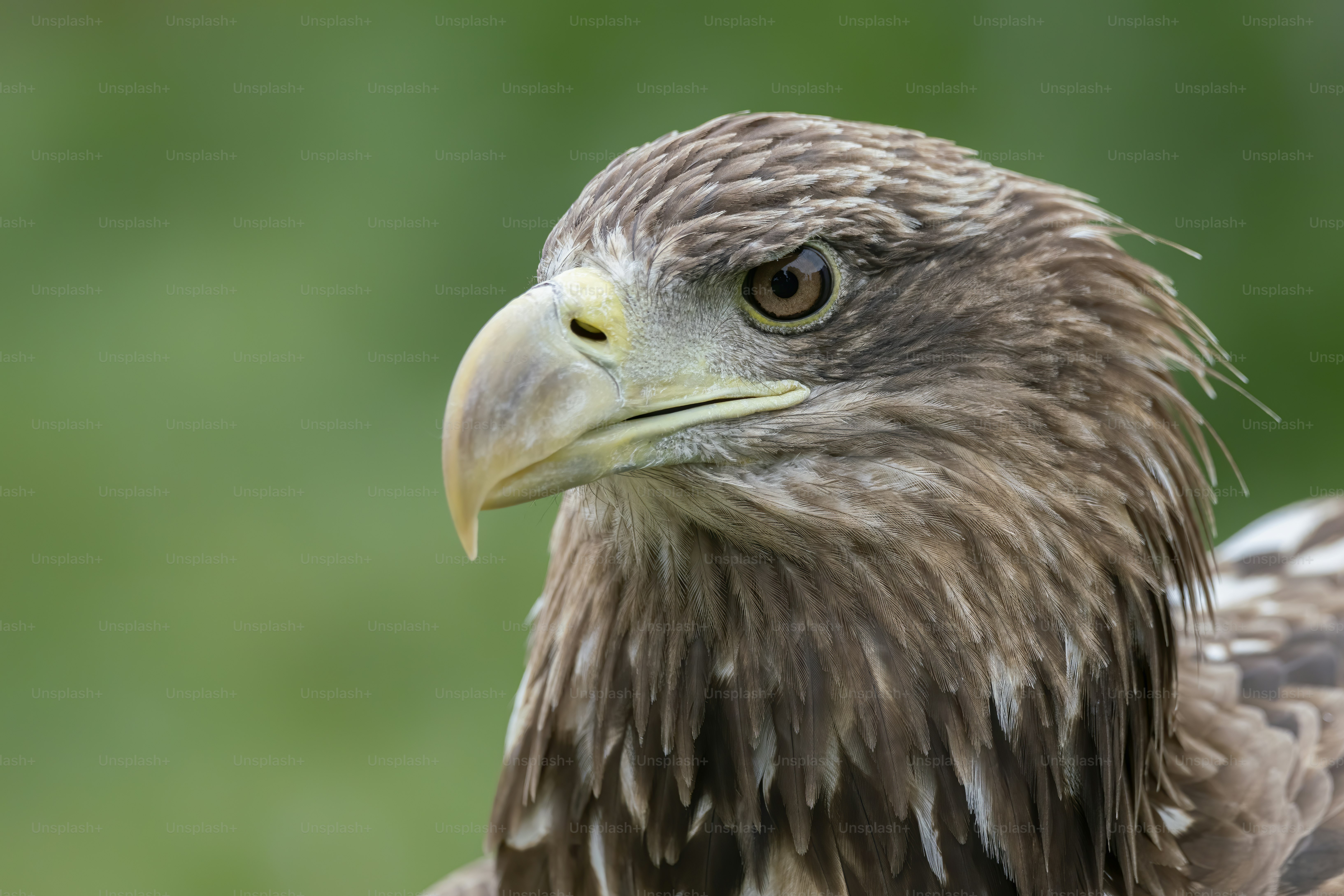 30,000+ Eagle Head Pictures | Download Free Images on Unsplash