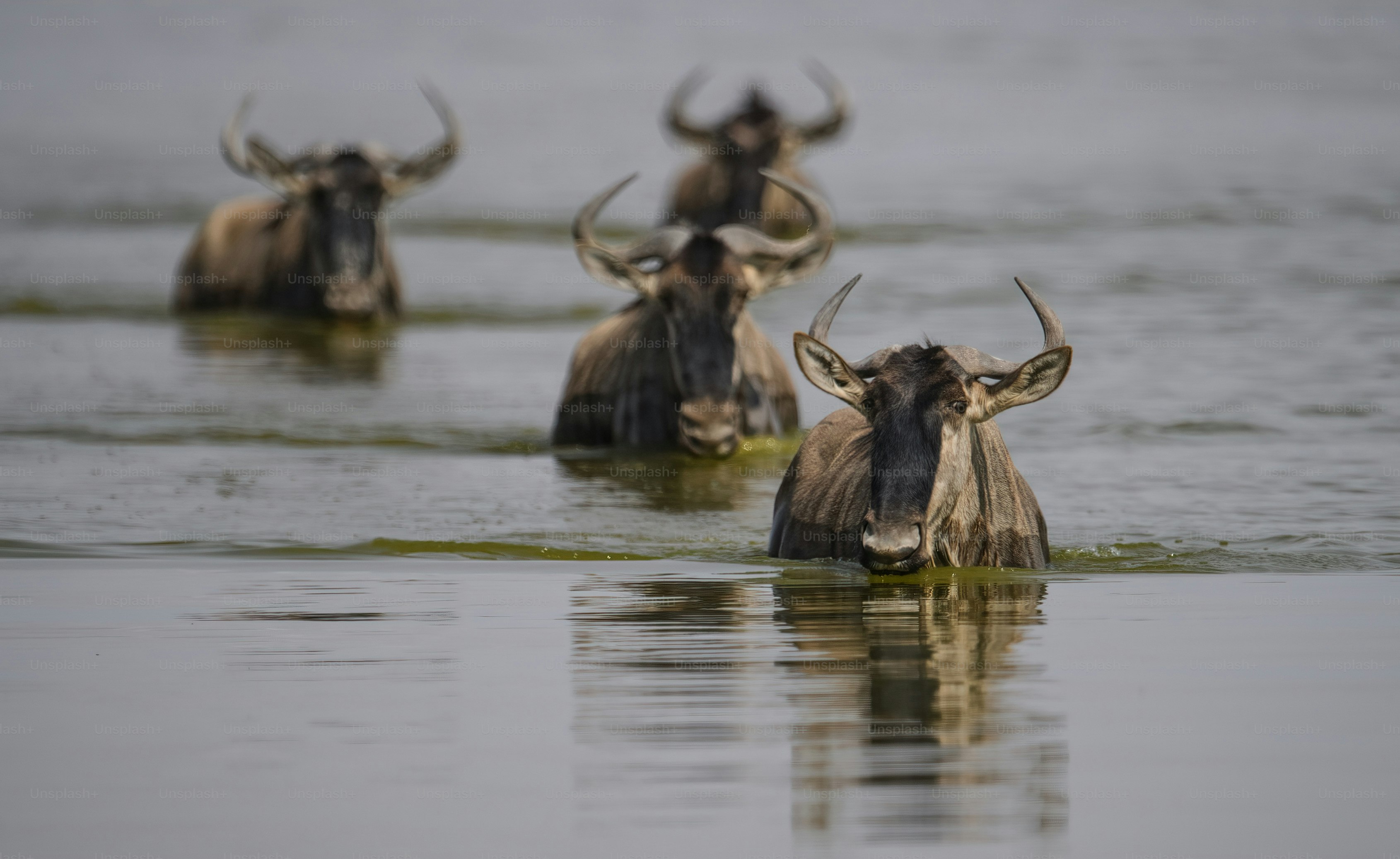 La migration des gnous en Afrique photo – Image de Traversée d’animaux ...