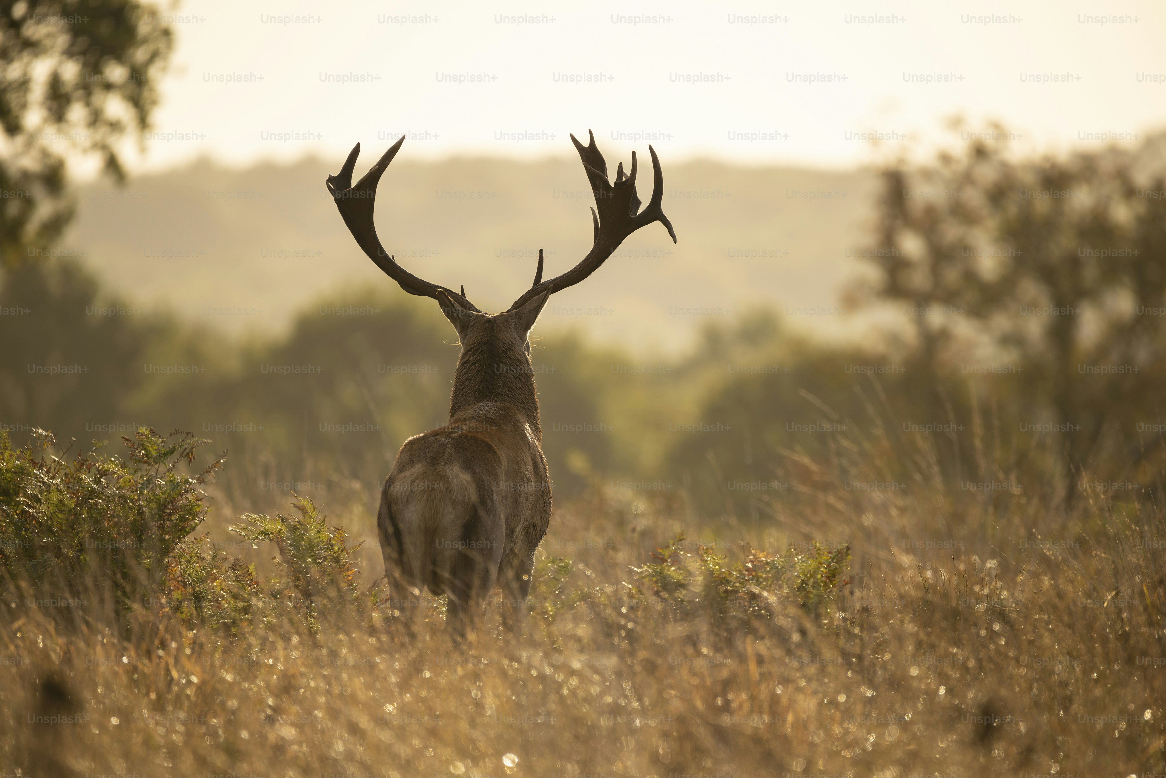 Beautiful image of red deer stag in colorful Autumn Fall landscape ...