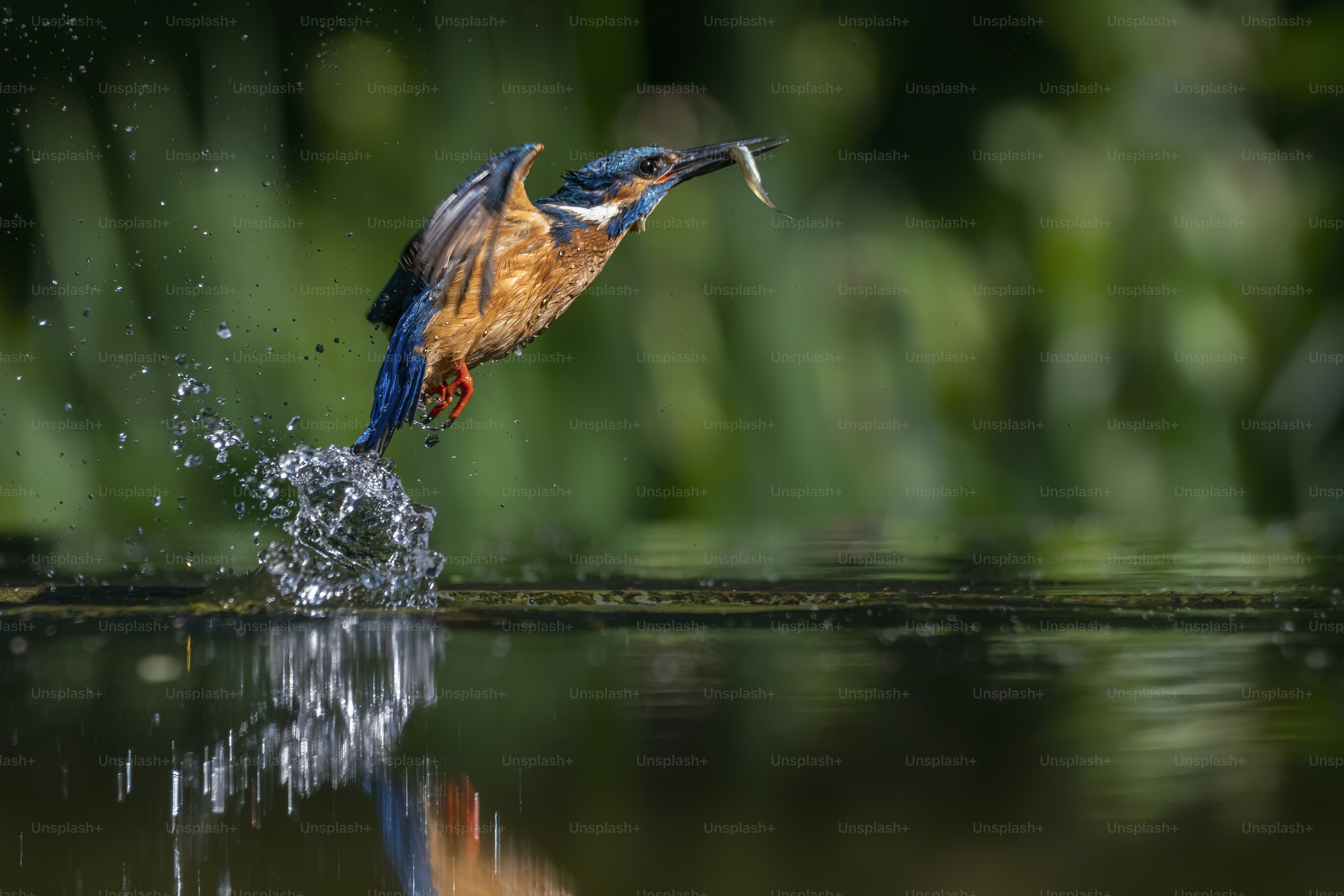 Martin-pêcheur d’Europe (Alcedo atthis). Martin-pêcheur volant après ...