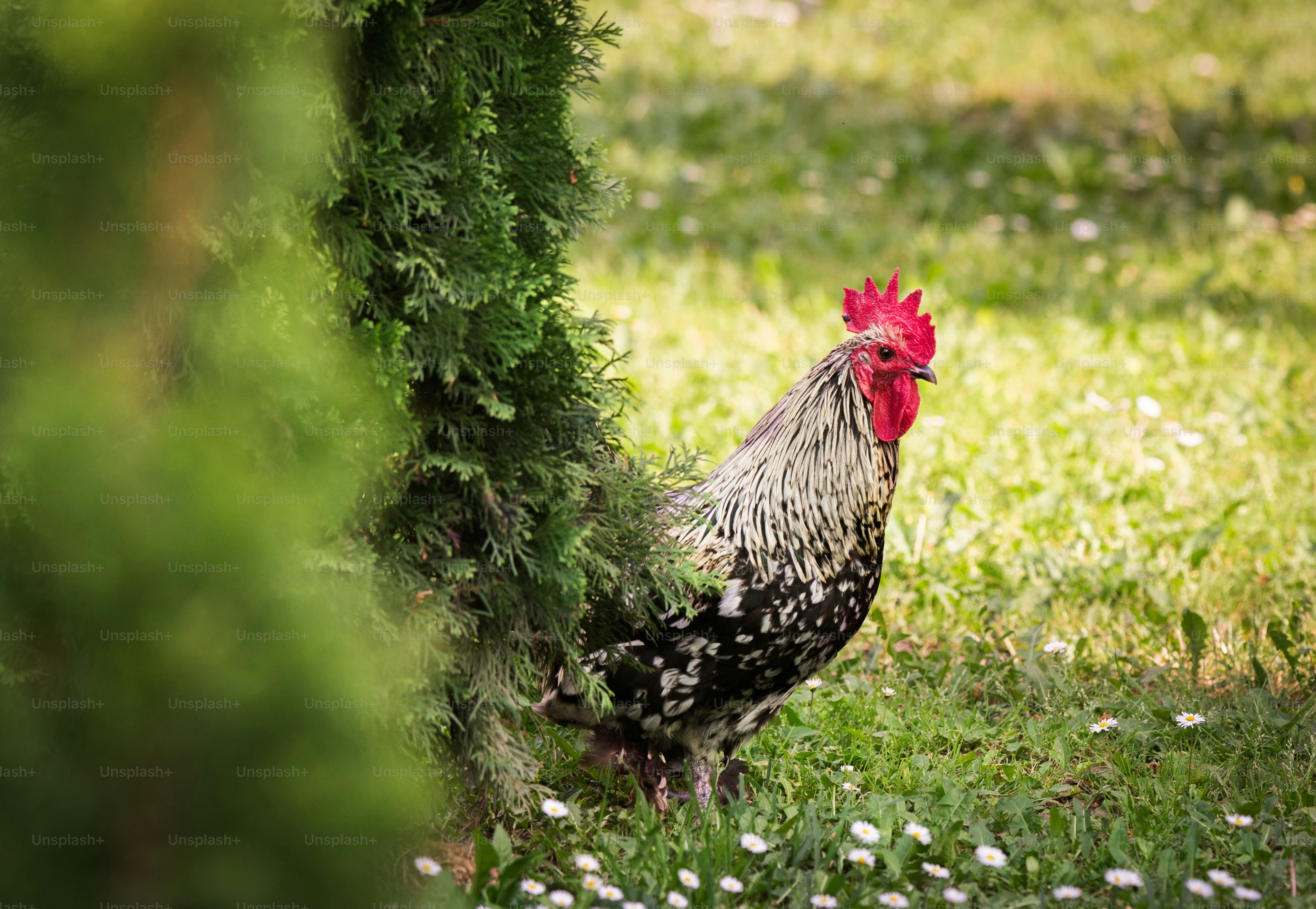 1500+ Rooster Pictures | Download Free Images on Unsplash