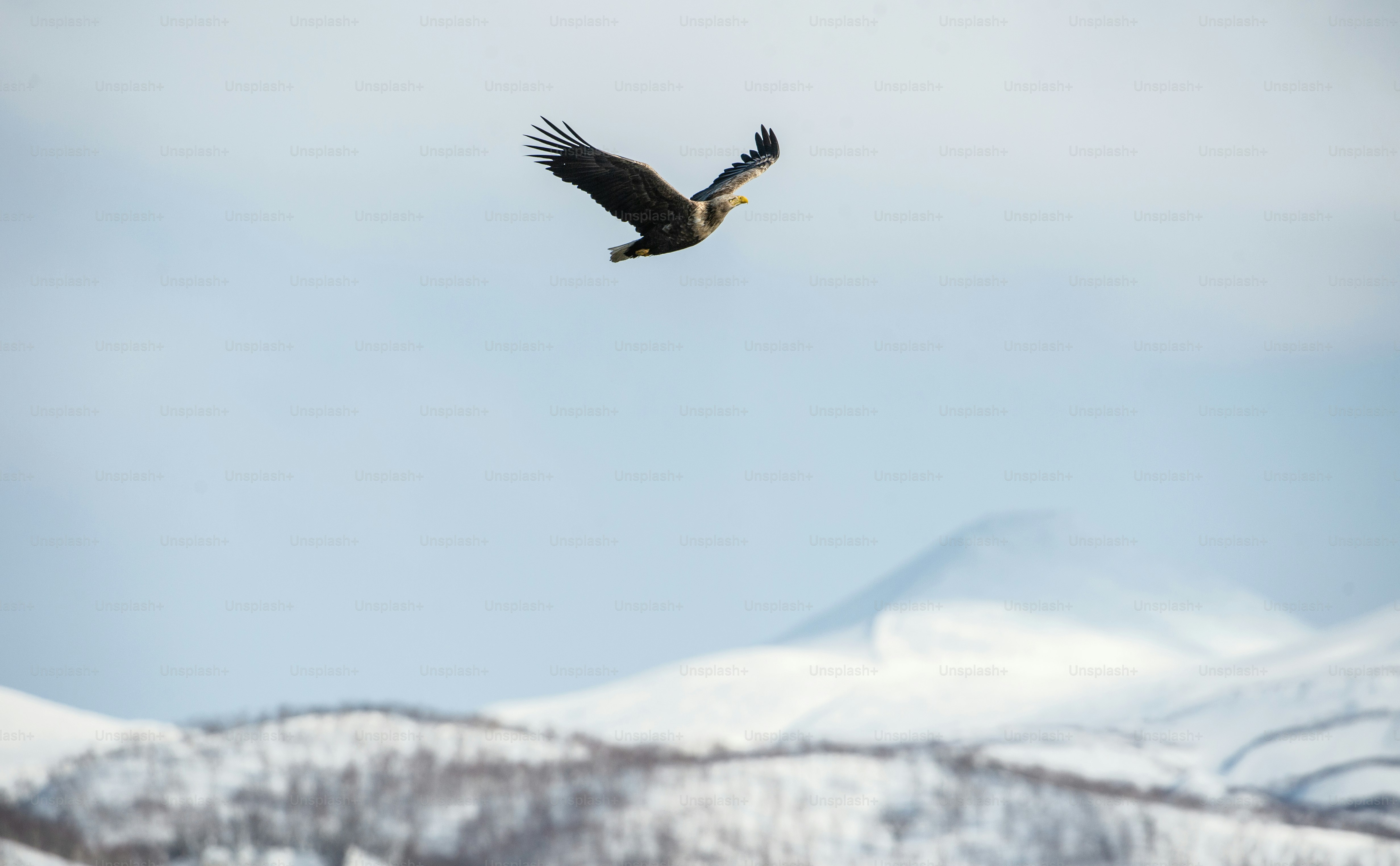 Adult White-tailed eagle in flight. Mountain background. Scientific ...