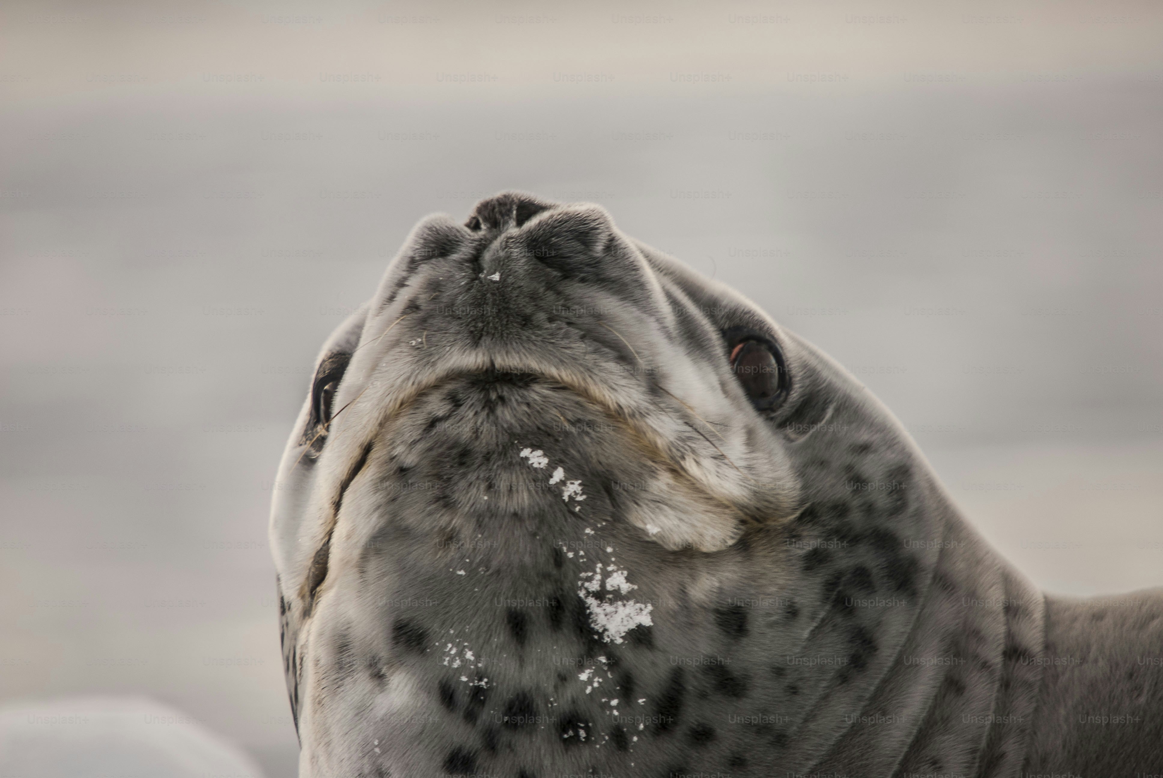 Sea Leopard Mammal