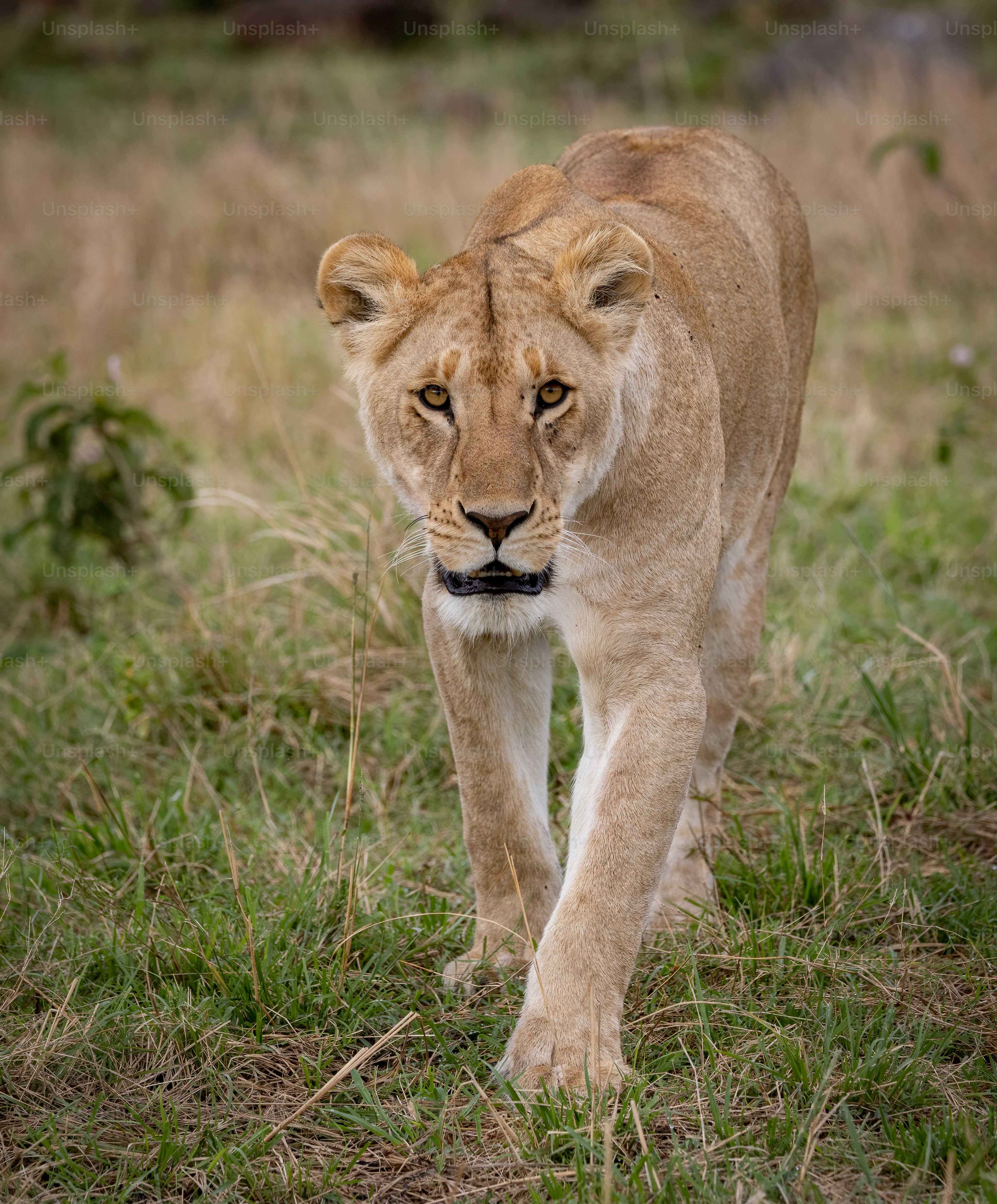 A lion portrait in the Maasai Mara, Africa photo – Lioness Image on ...