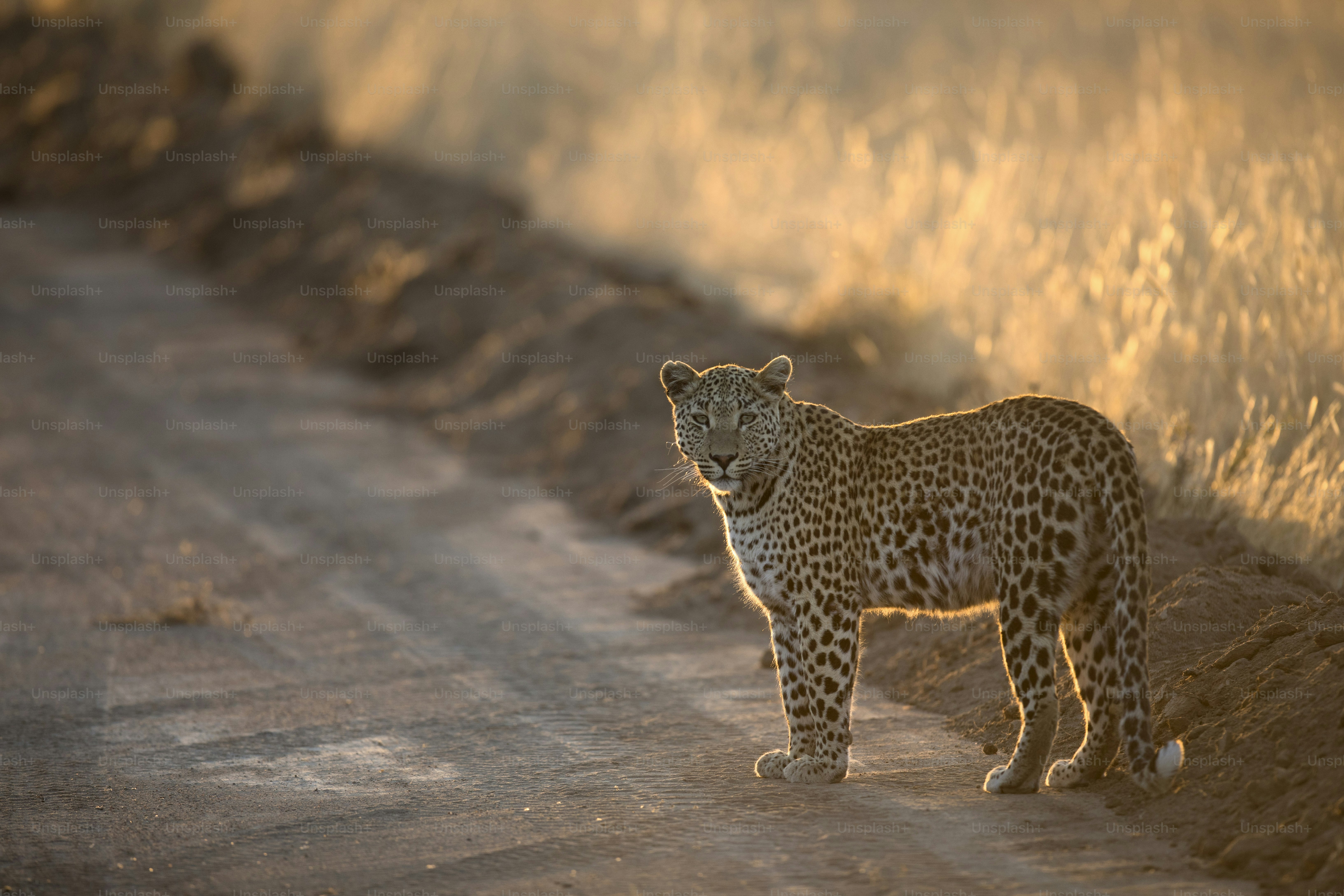 Leopard in the afternoon light photo – Photography Image on Unsplash