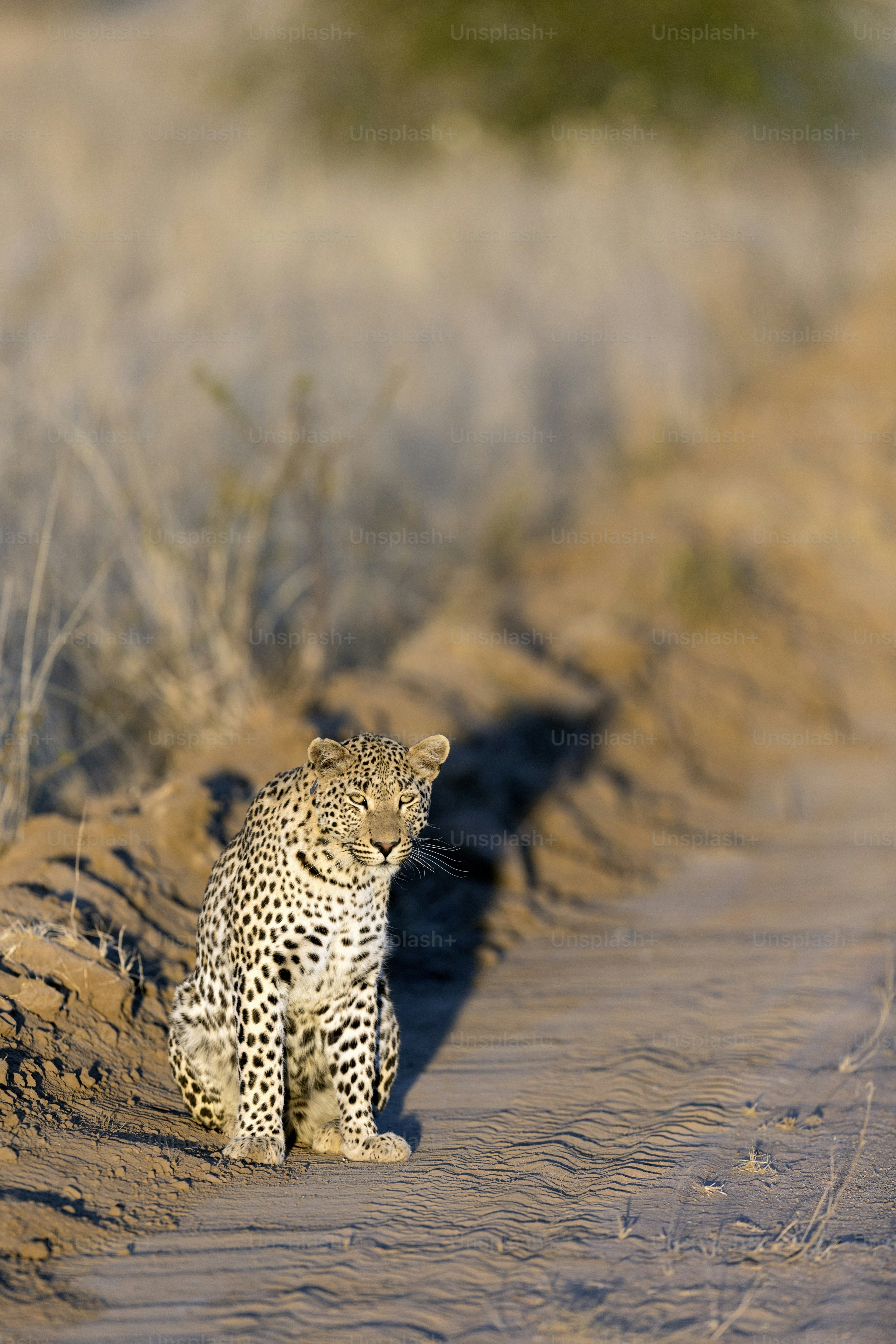 Leopard in the afternoon light photo – Africa Image on Unsplash
