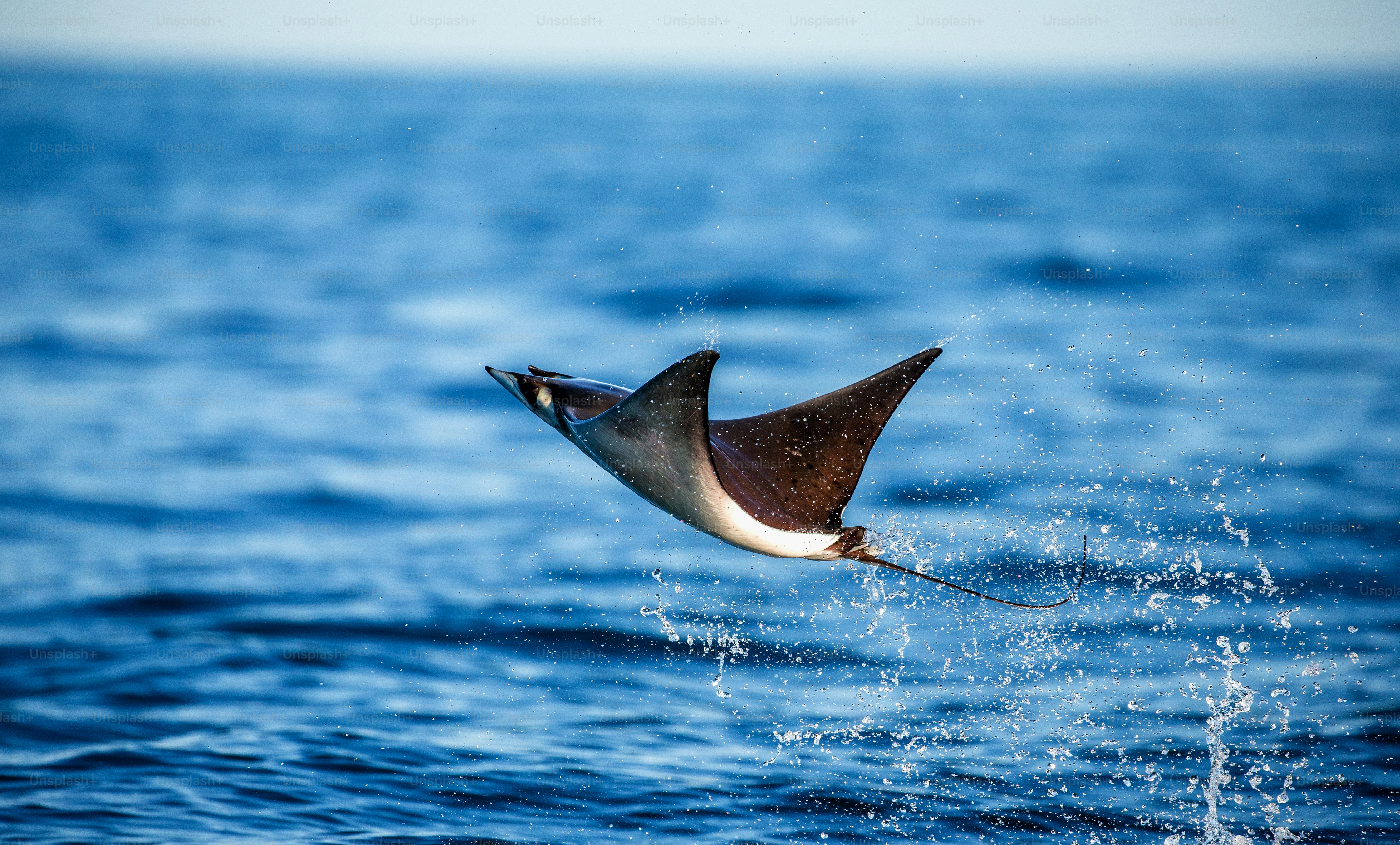 Mobula ray is jumps out of the water. Mexico. Sea of Cortez. California ...