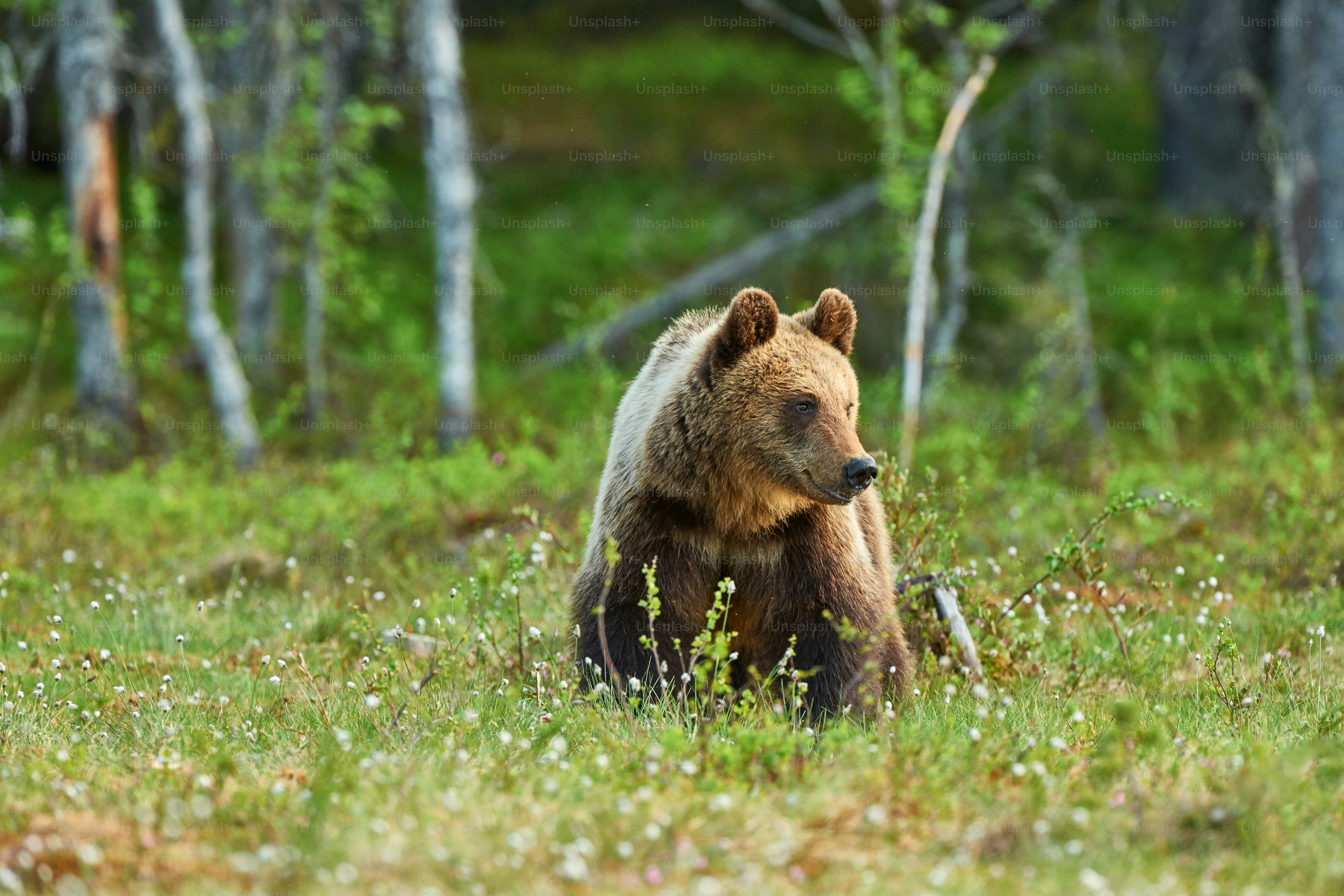 Ours dans une forêt du nord de l’Europe au printemps photo – Mammifère ...