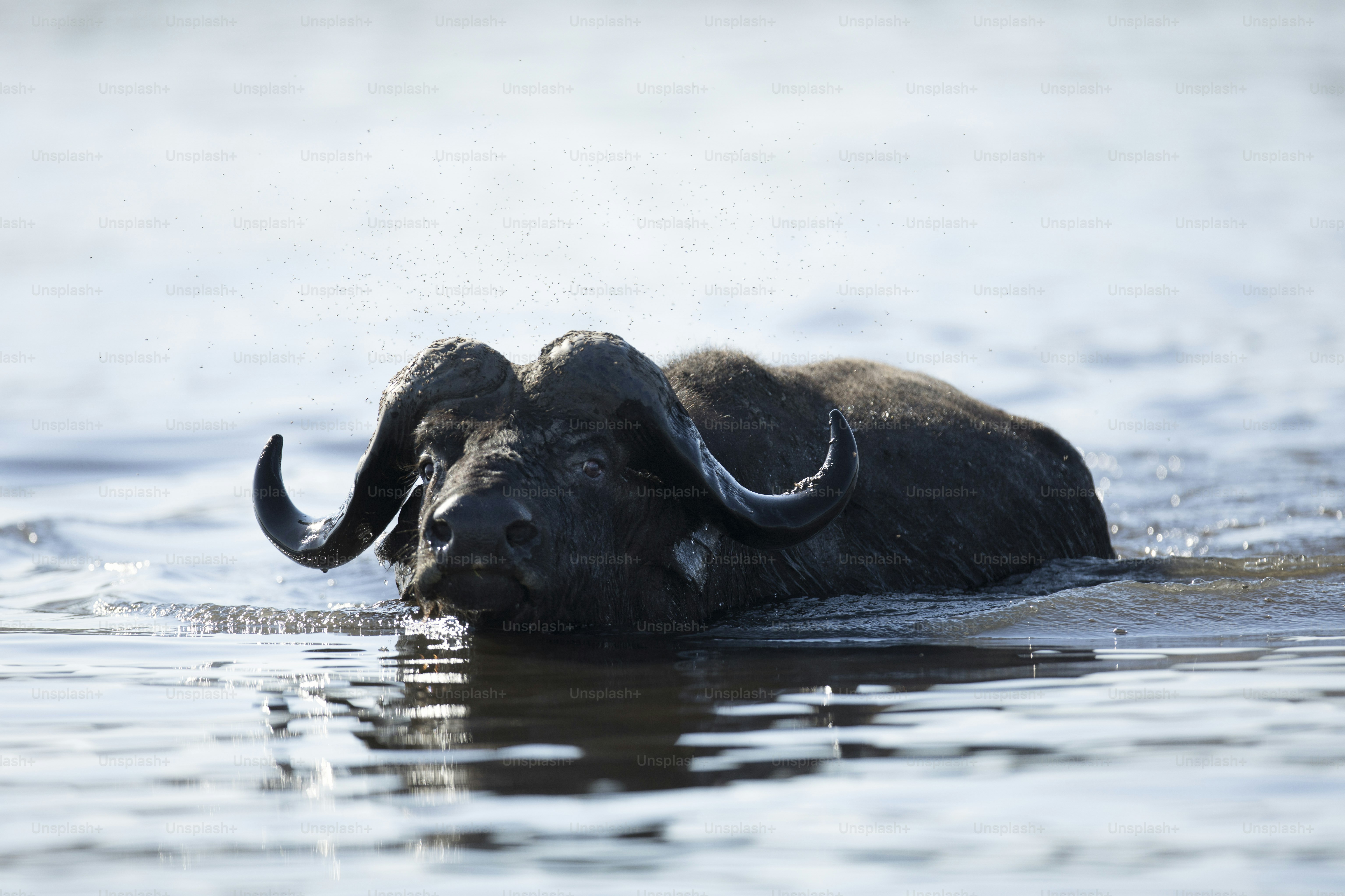 A buffalo walking through water, Chobe National Park, Botswana. photo ...