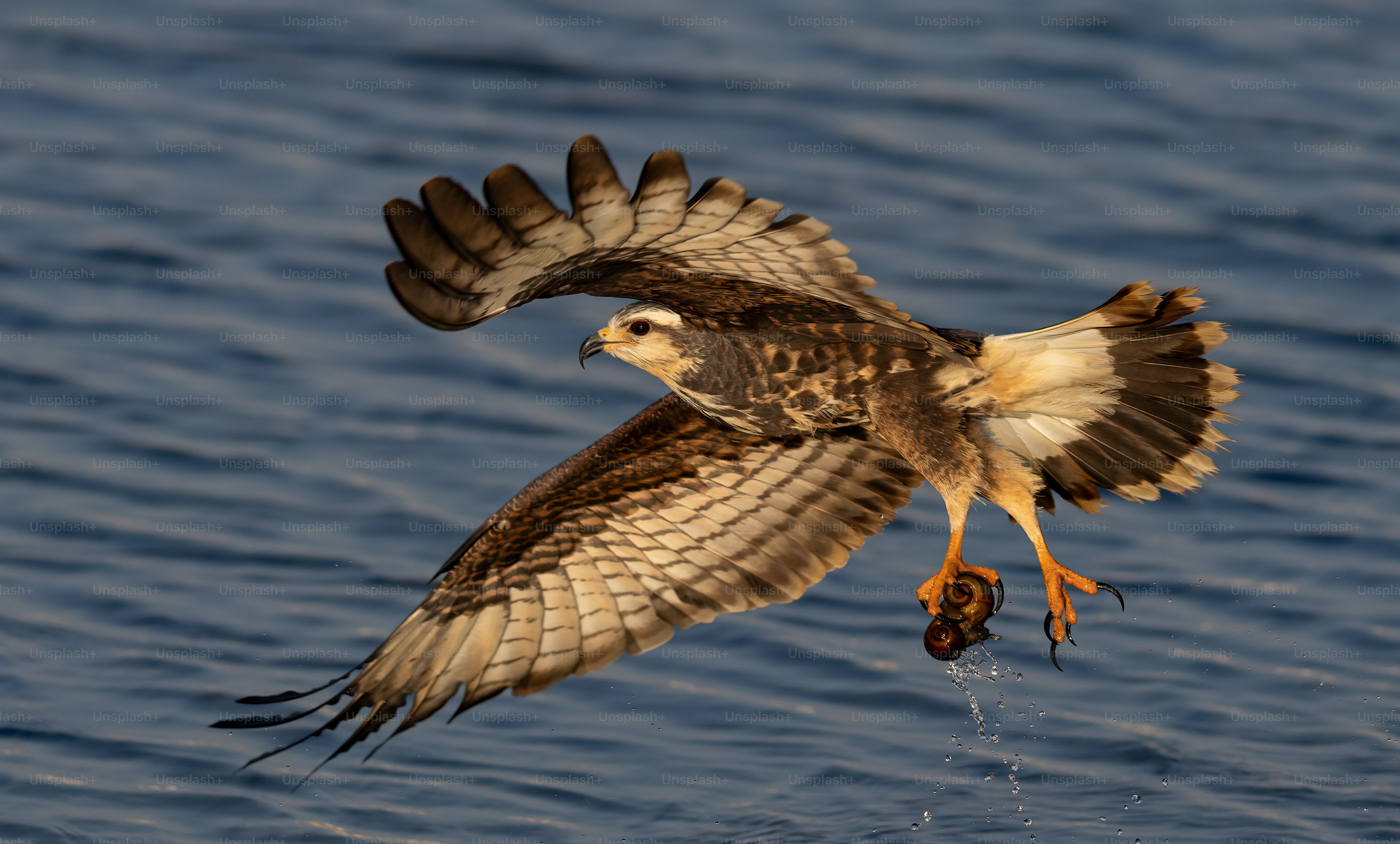 A snail kite in southern Florida photo – Hawk Image on Unsplash