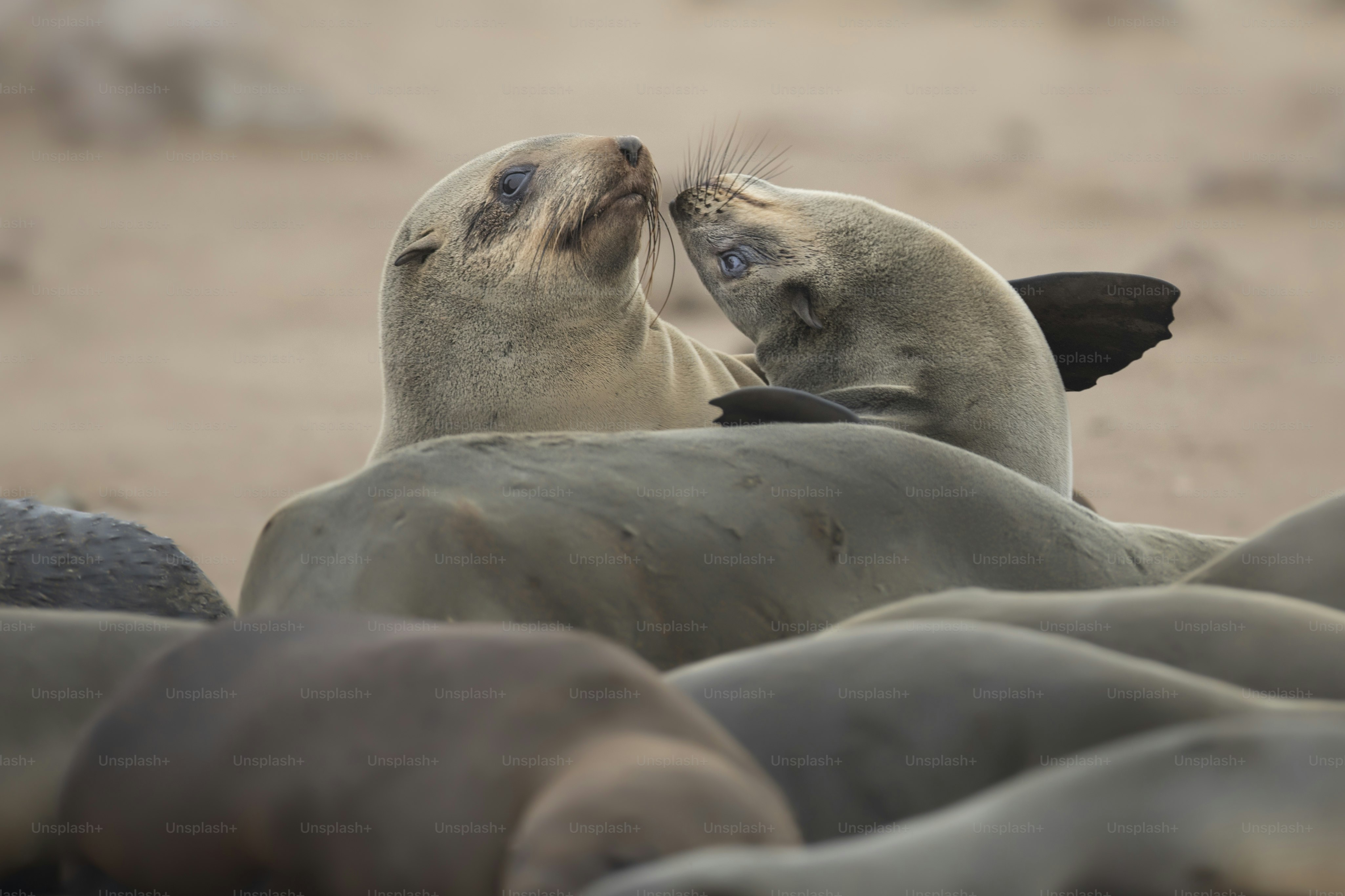 A Seal in a seal colony on the Atlantic Coast. photo – Namibia Image on ...
