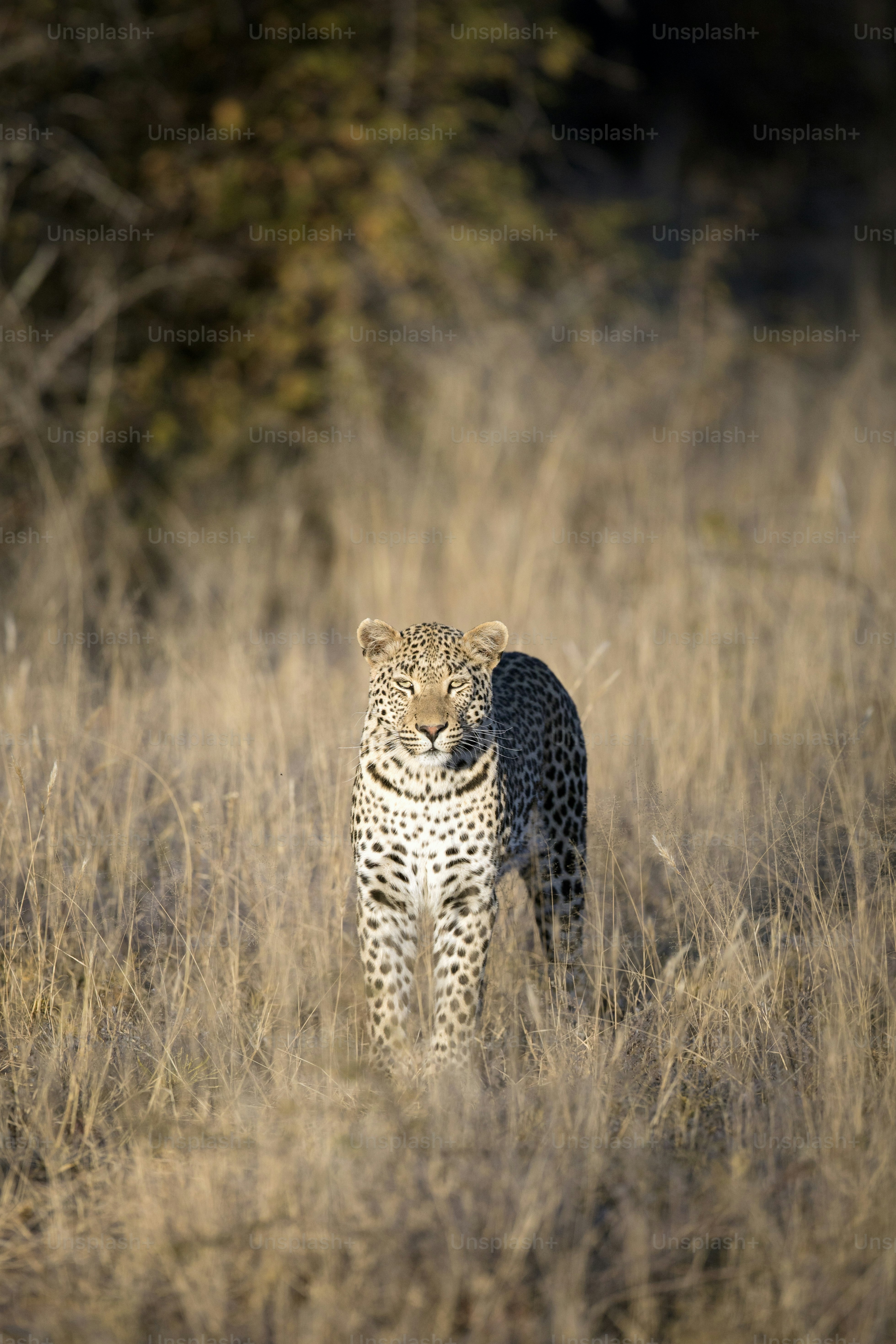 Leopard walking in the grass photo – Leopard Image on Unsplash
