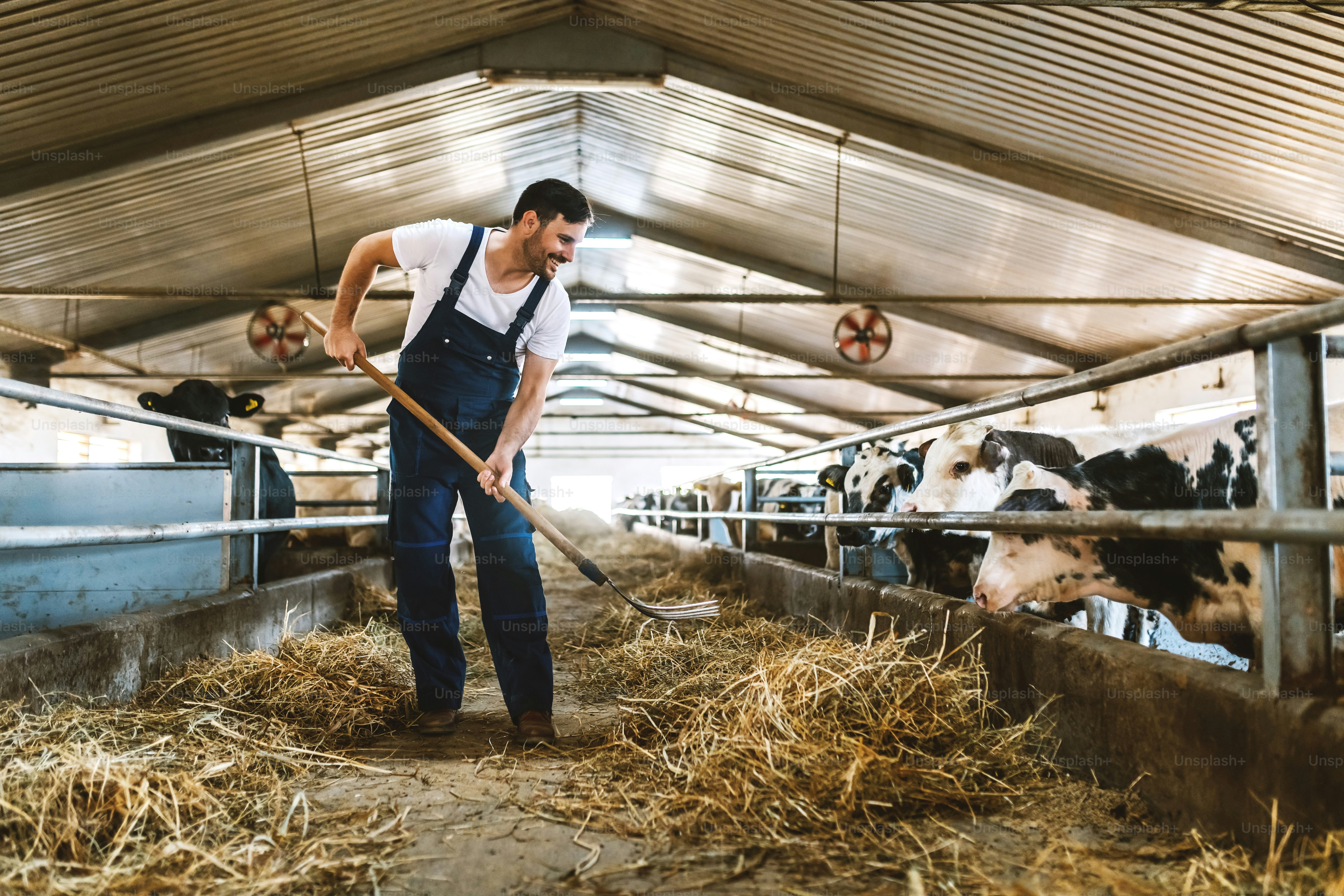 Full length of handsome caucasian farmer in overall feeding calves with ...